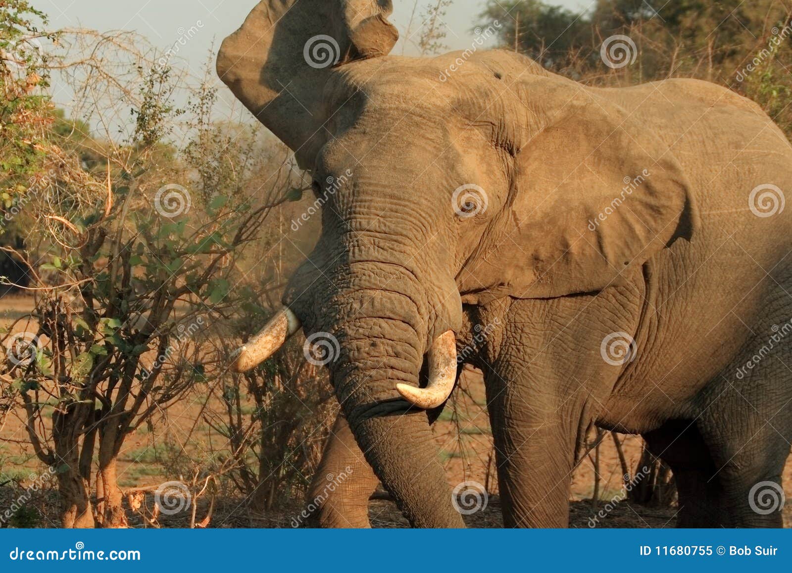 Wild elephant stock image. Image of nature, heavy, zambia - 11680755