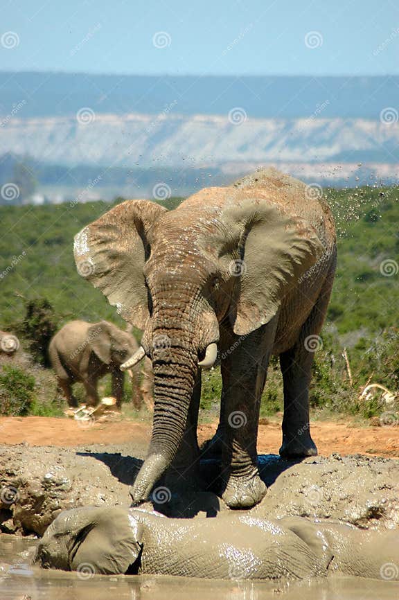 Wild Elephant stock image. Image of bull, family, giant - 1214271