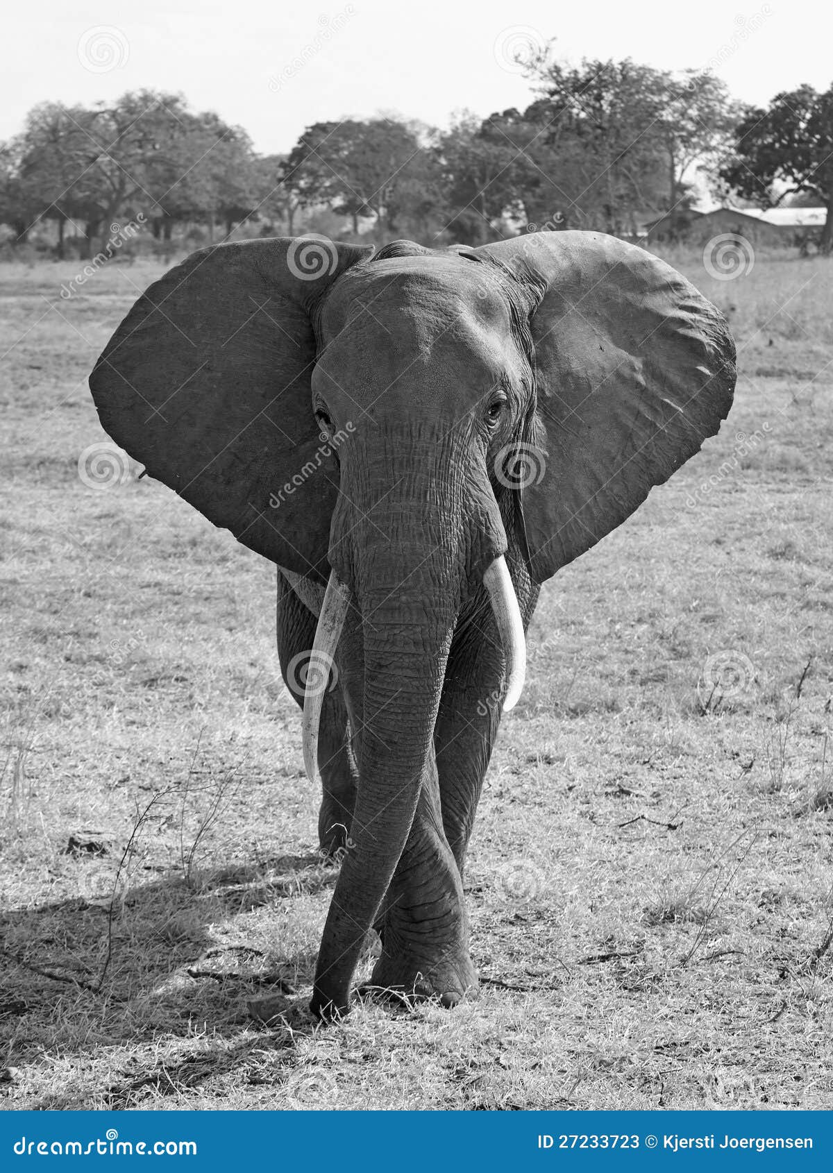 Wild Elephant stock image. Image of africa, savannah - 27233723