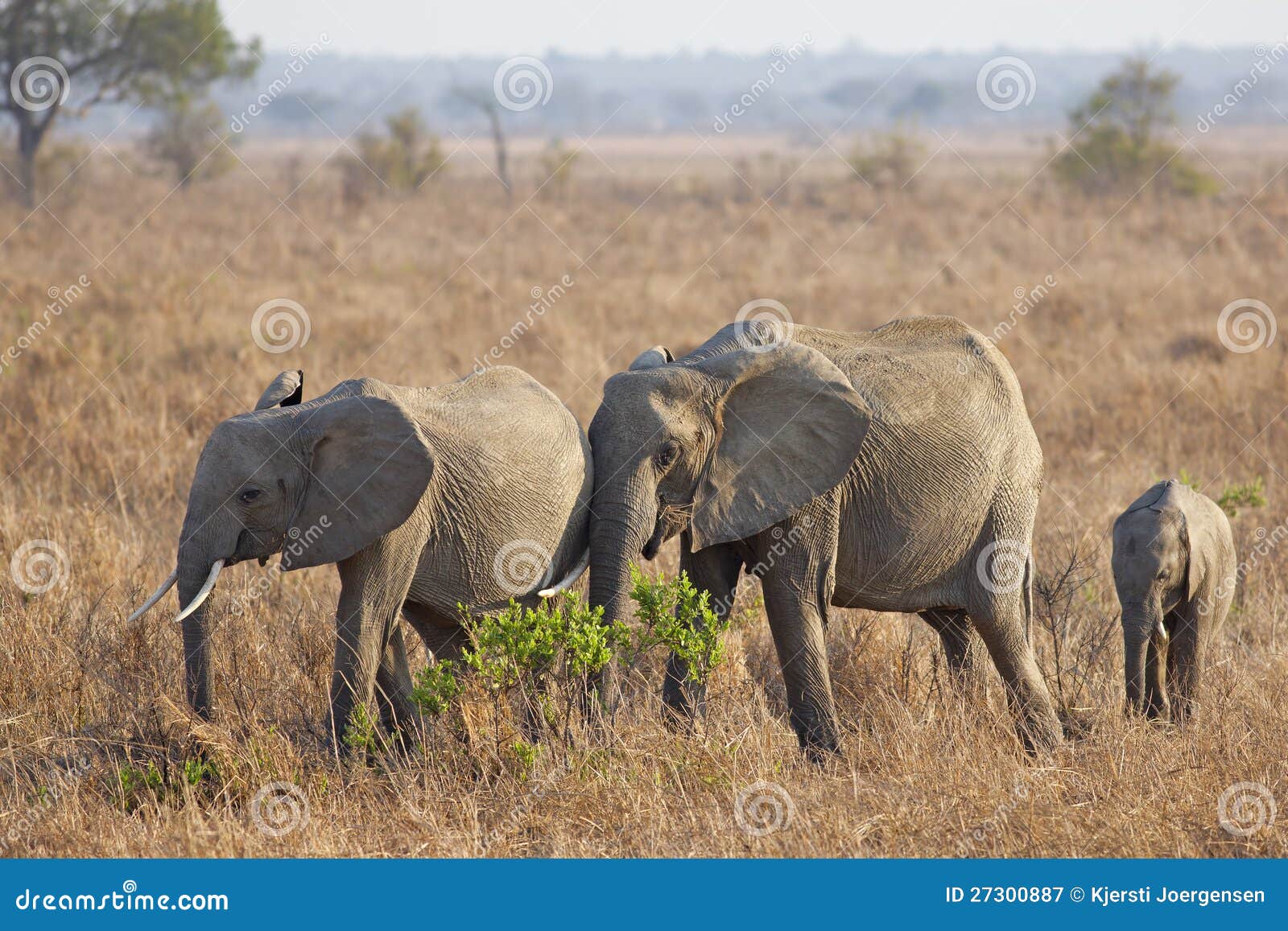 Wild Elephant Having A Refreshing Bath In The River, In Yala National ...