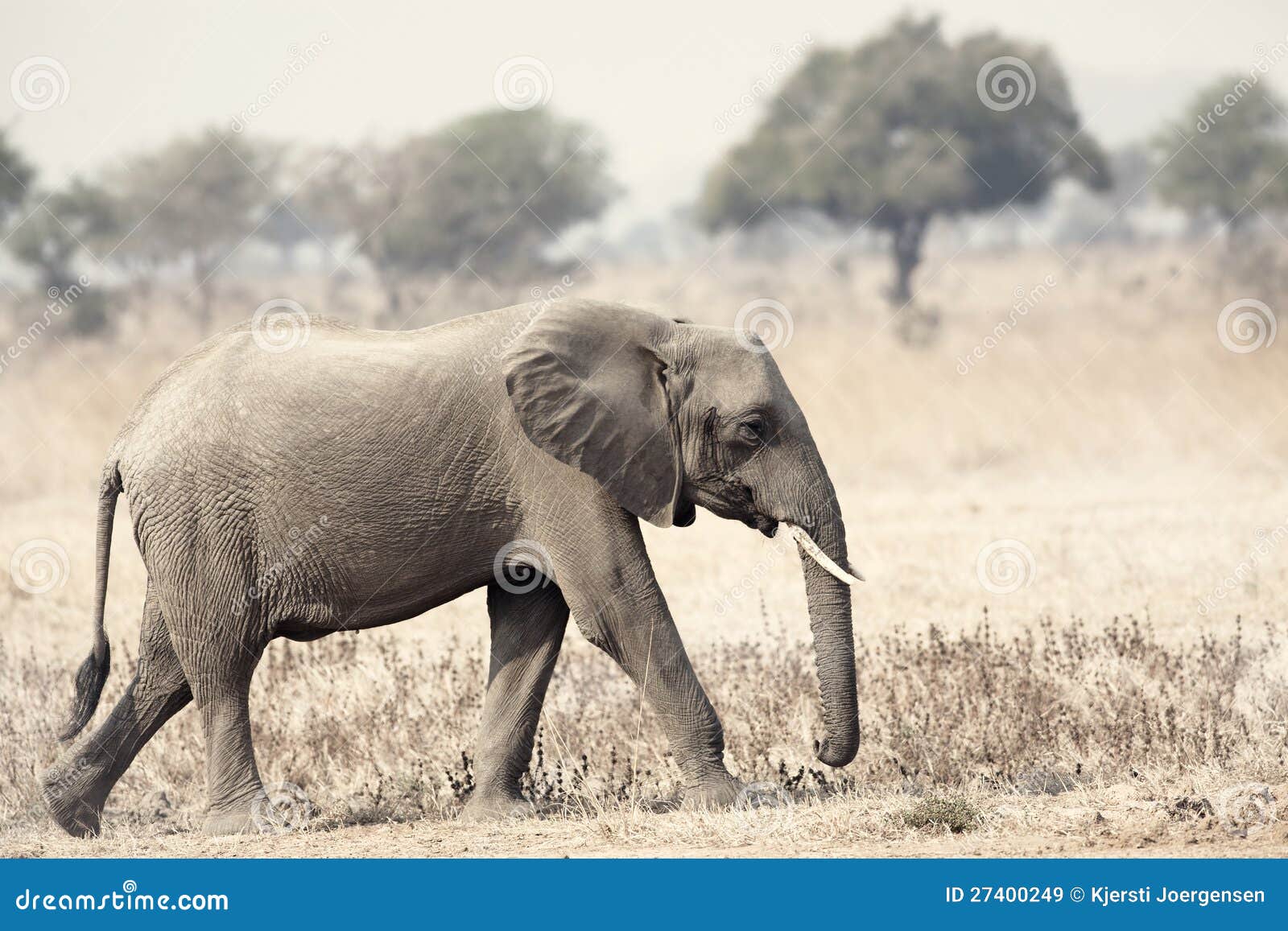 Wild Elephant Having A Refreshing Bath In The River, In Yala National ...