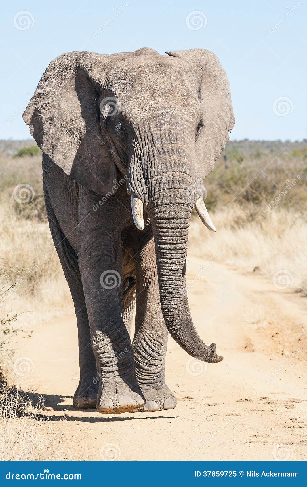 A Wild Elephant Attacking a Safari Stock Image - Image of wild ...