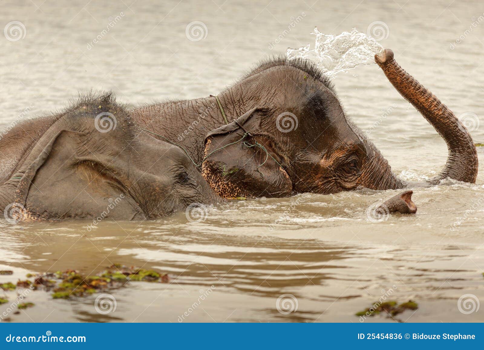 Wild elephant bathing stock photo. Image of brown, water - 25454836