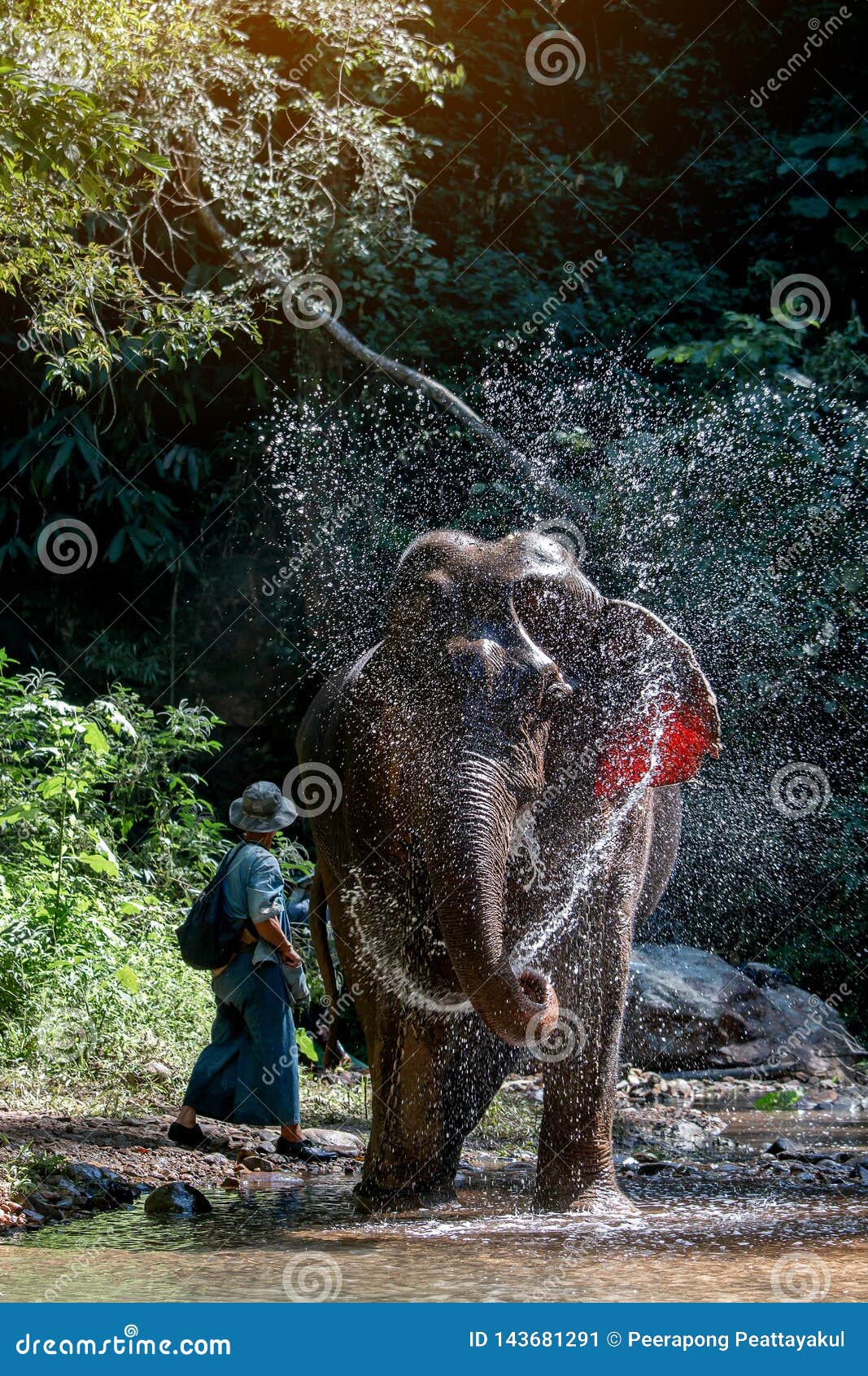 Wild Elephant in the Beautiful Forest Stock Image - Image of asia ...