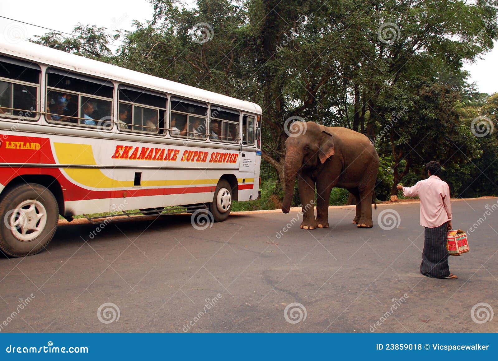 Wild Elephant, Bus and Man editorial stock photo. Image of people ...