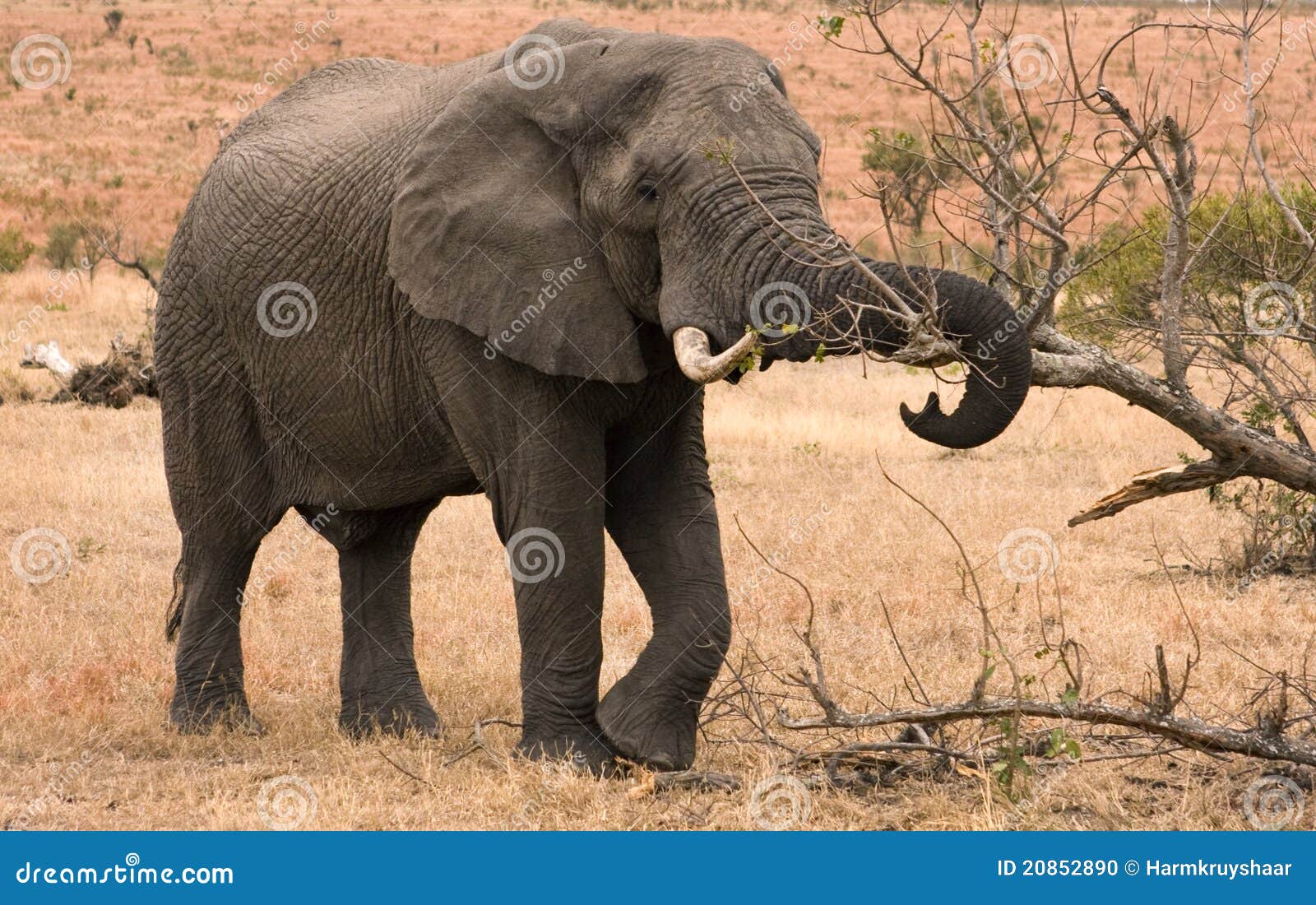 Wild elephant in habitat stock photo. Image of enormous - 20852890