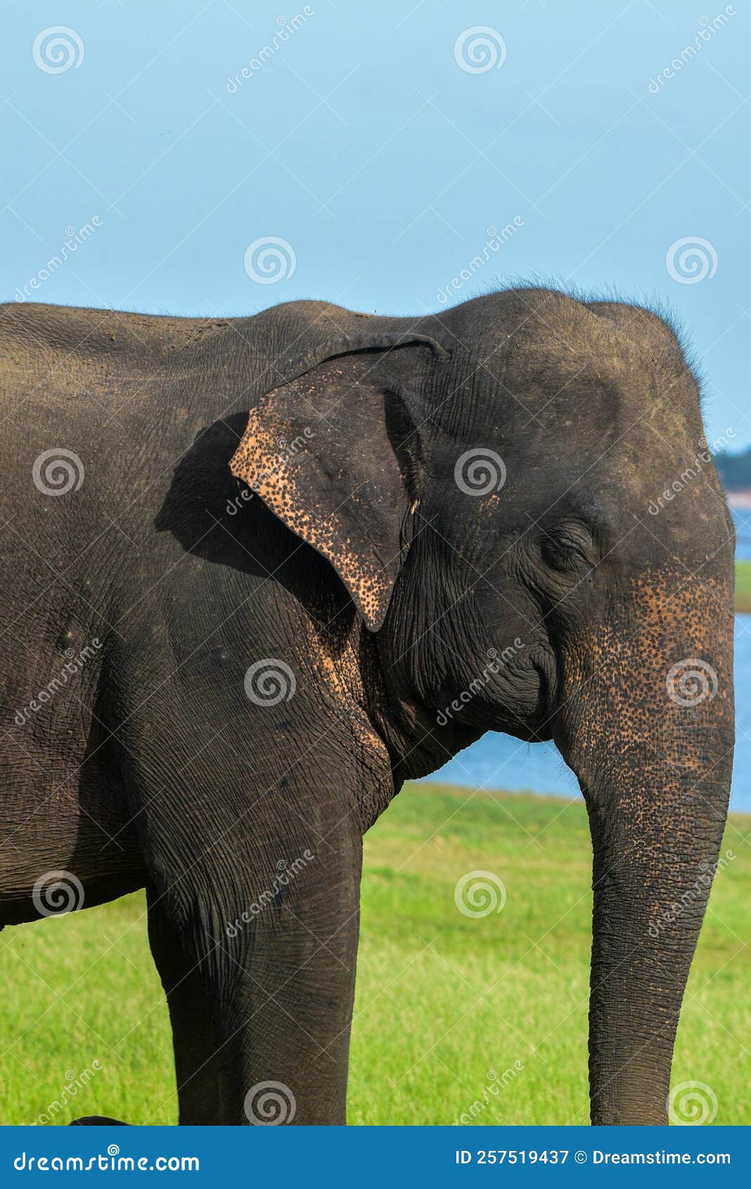 Wild elephant photography stock image. Image of elephant - 257519437