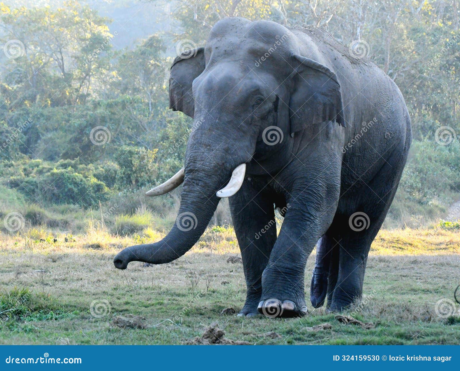 Wild Elephant Ronaldo at Chitwan National Park, Nepal Stock Photo ...