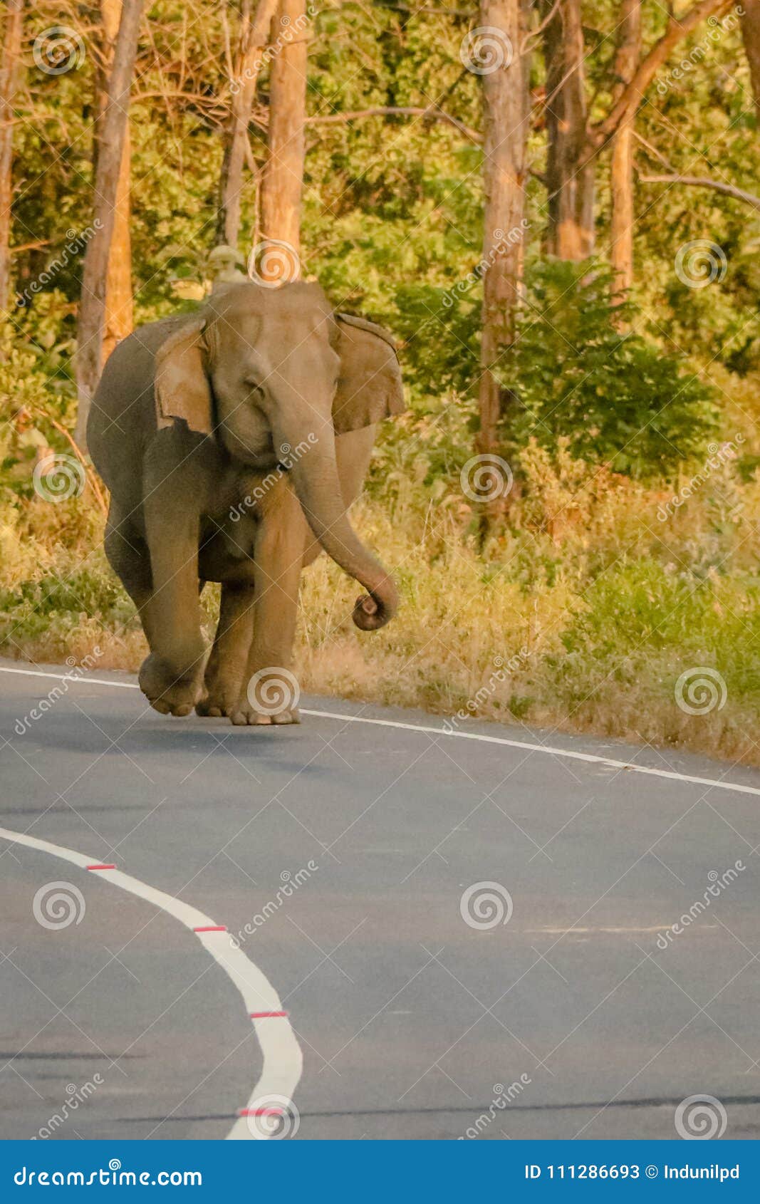 Wild Elephant Walking on Road Stock Image - Image of wild, street ...