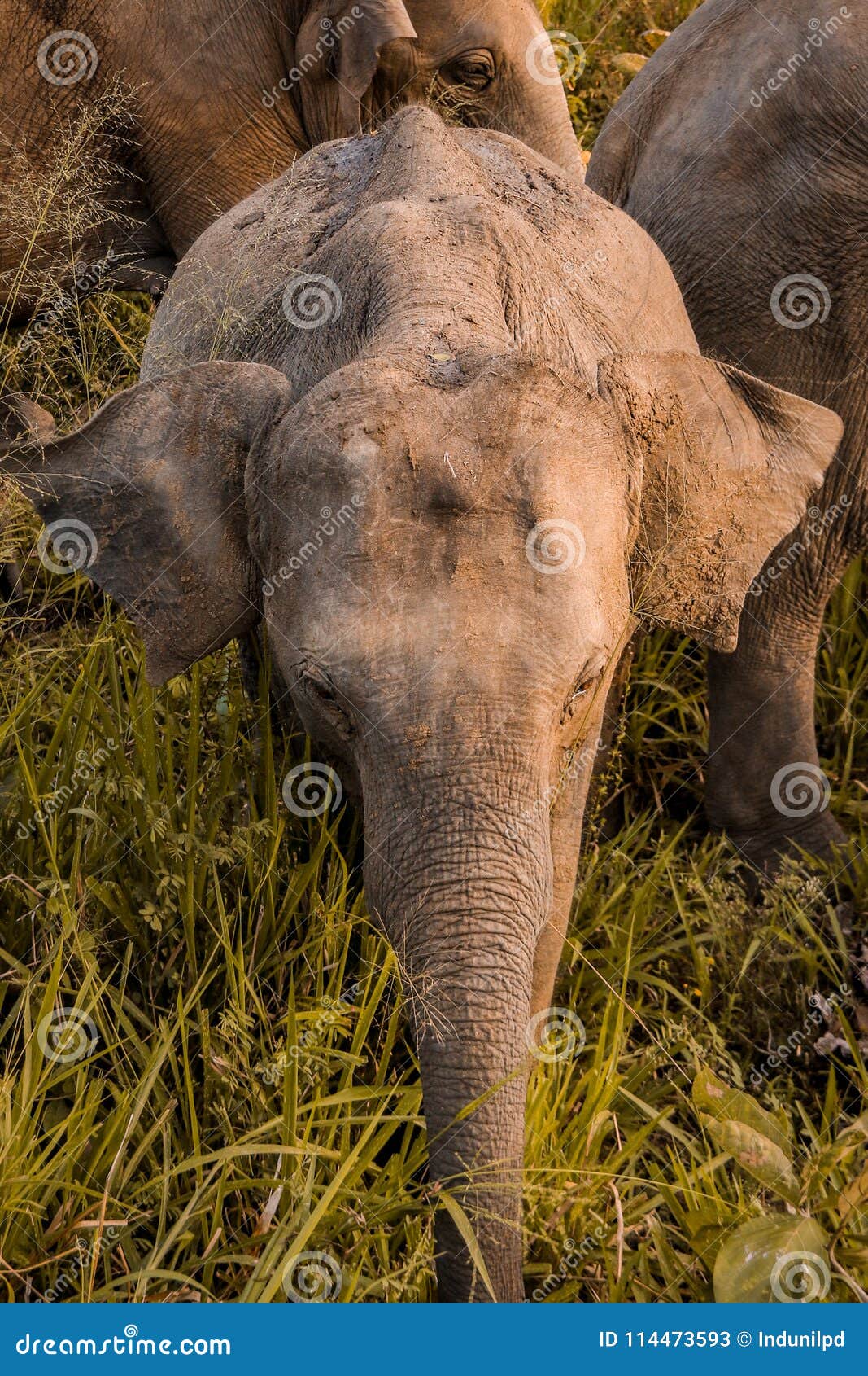 Wild elephants back stock image. Image of lanka, wildlife - 114473593