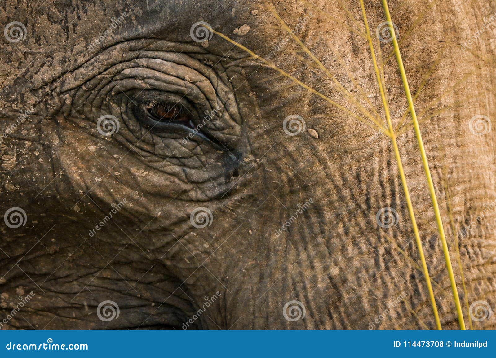 Tears of the wild stock photo. Image of endangered, tears - 114473708