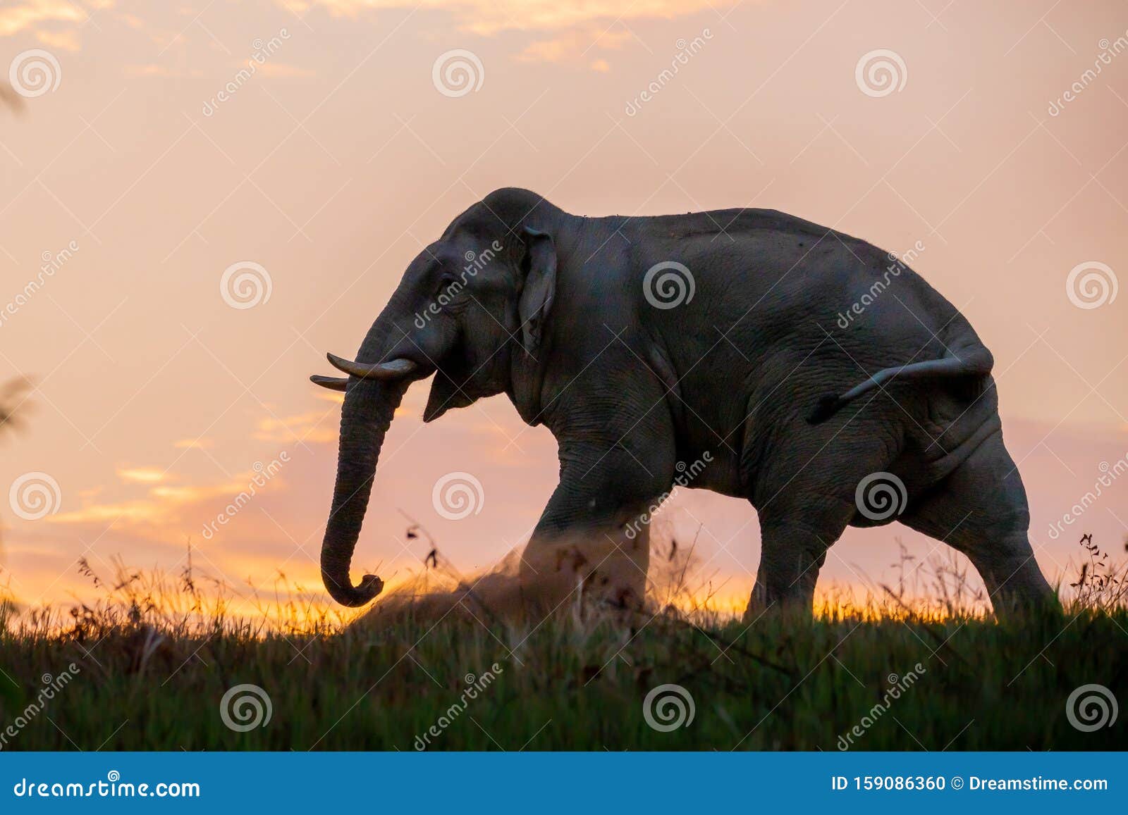 Wild Elephants on Grassland Stock Photo - Image of wildlife, sunset ...