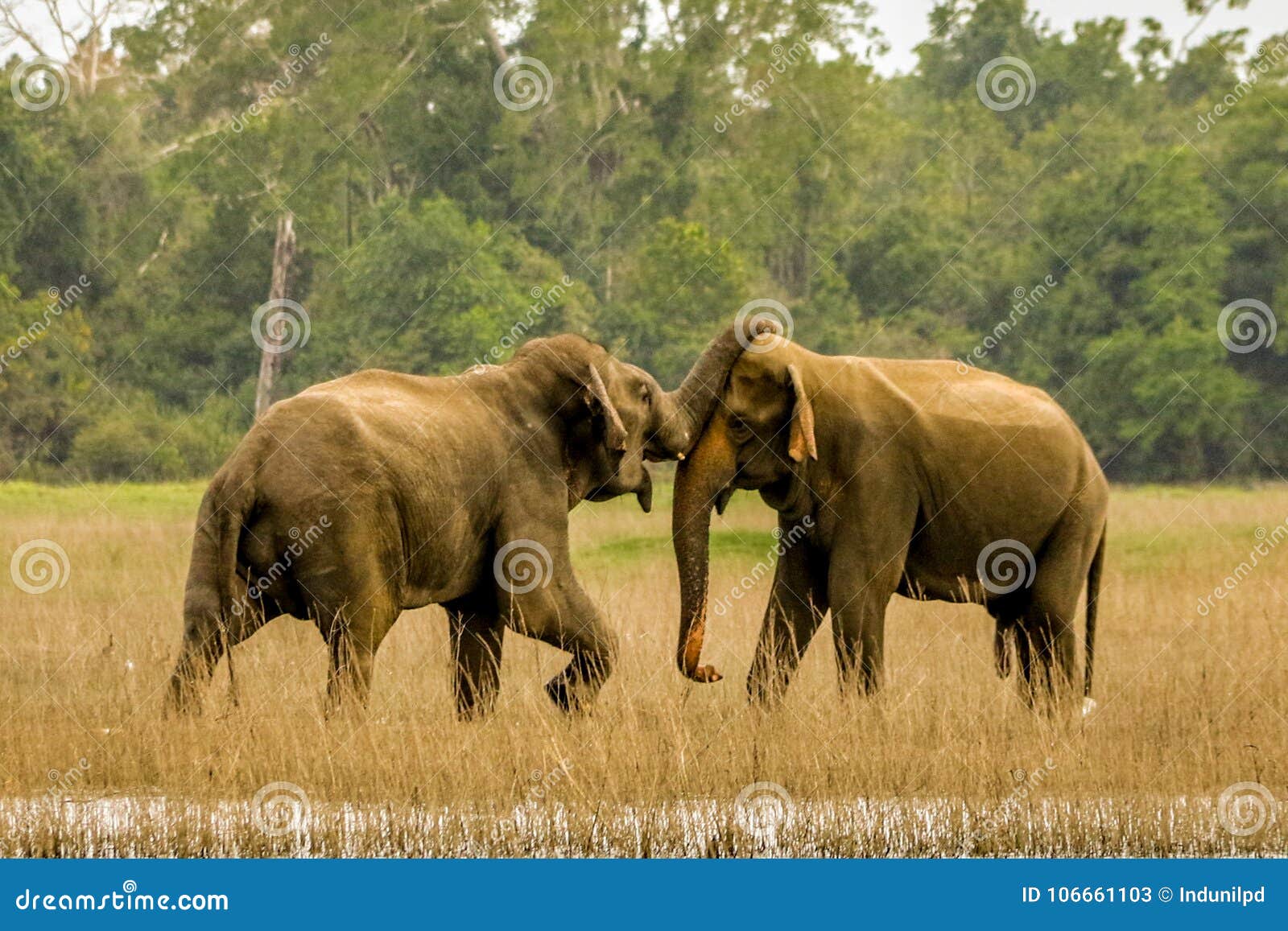 Wild elephants in love stock image. Image of cheerfulfull - 106661103