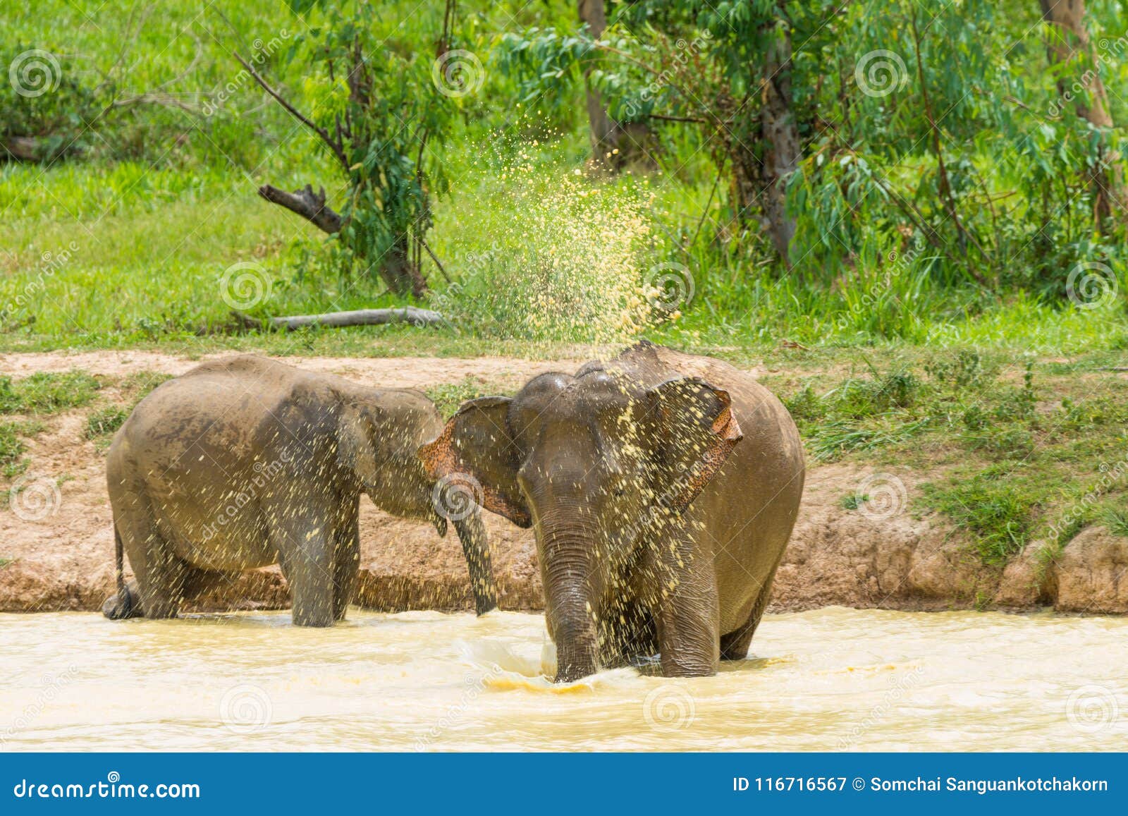 Wild Elephants Taking a Bath in Swamp Stock Image - Image of outdoor ...