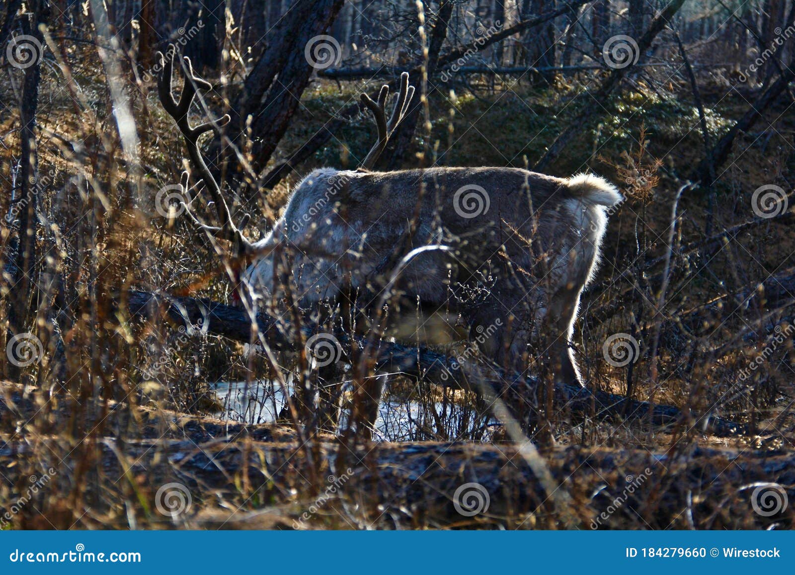 Wild Elf Grazing in a Forest Surrounded by a Lot of Bare Trees Stock ...