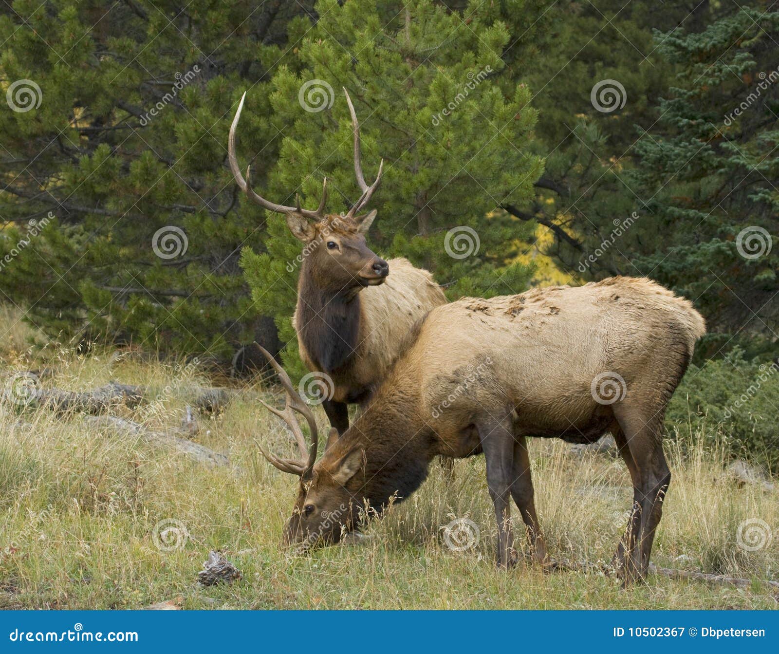 Wild Elk stock image. Image of animals, fall, nature - 10502367