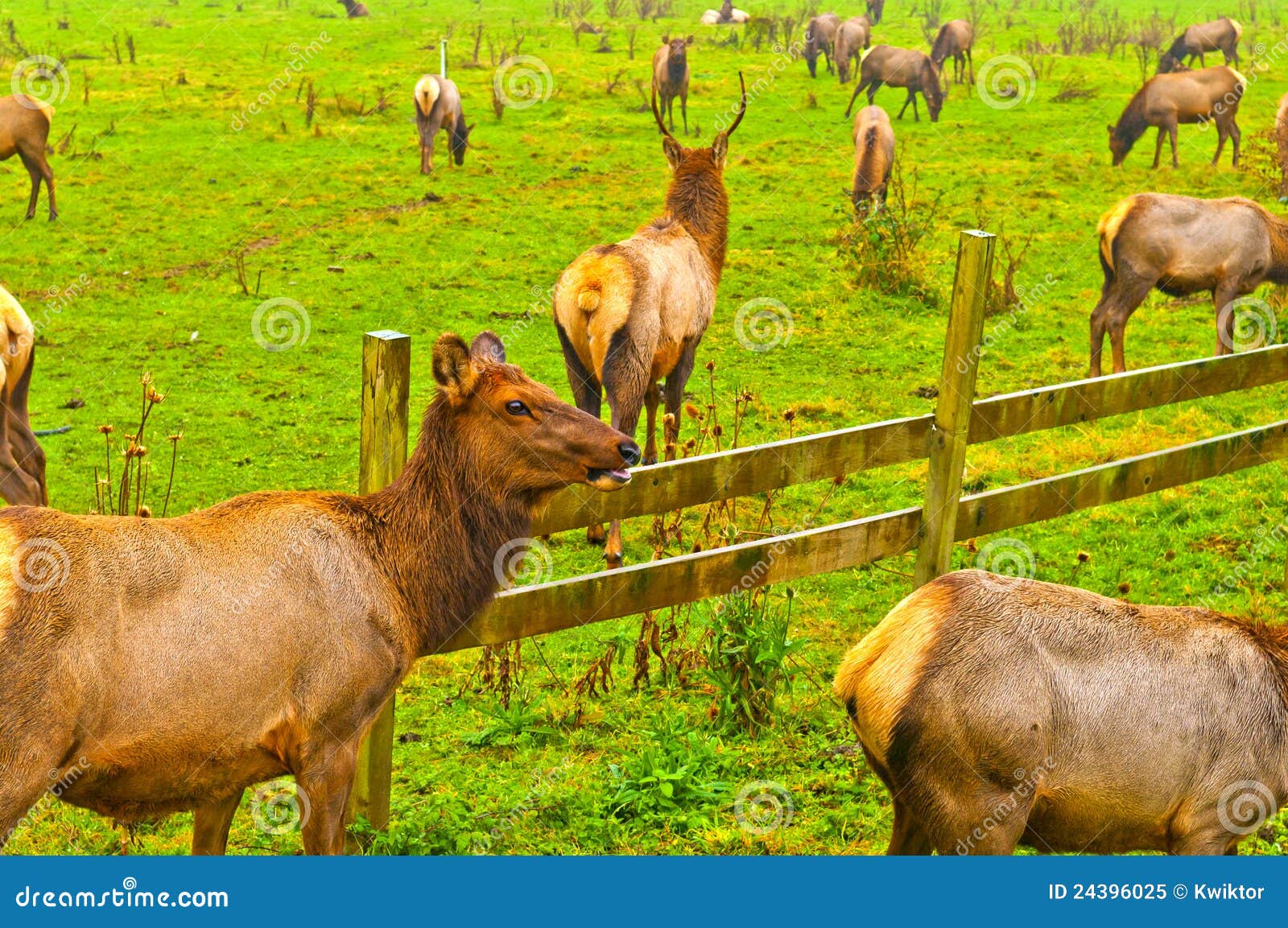 Wild Elk stock image. Image of wildlife, wilderness, mammal - 24396025