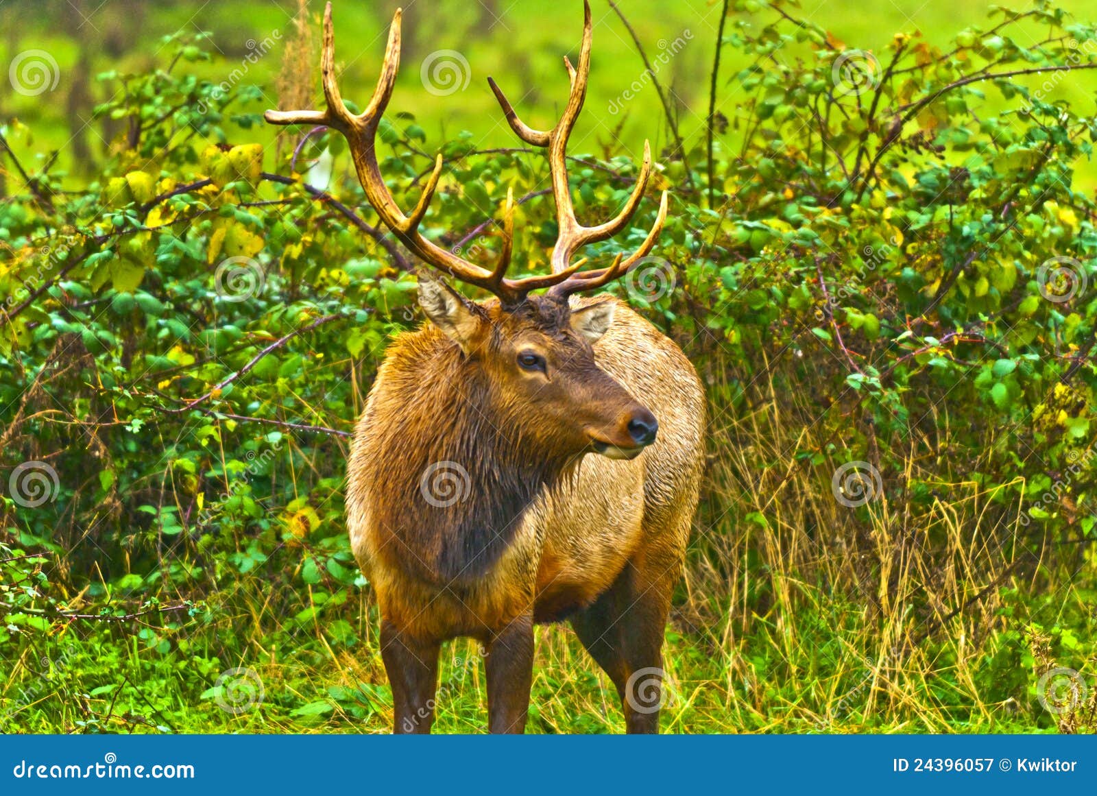 Wild Elk stock image. Image of bull, deer, buck, antlers - 24396057