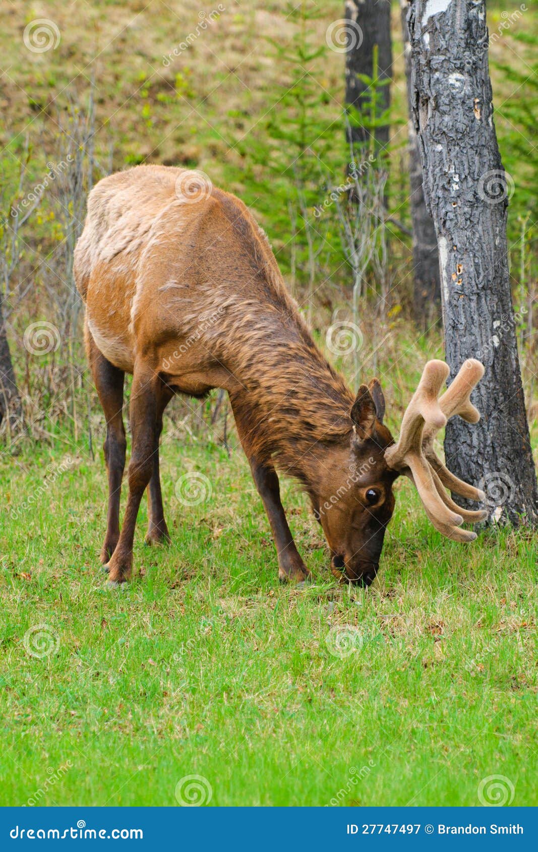 Wild Elk stock image. Image of alpine, brown, travel - 27747497