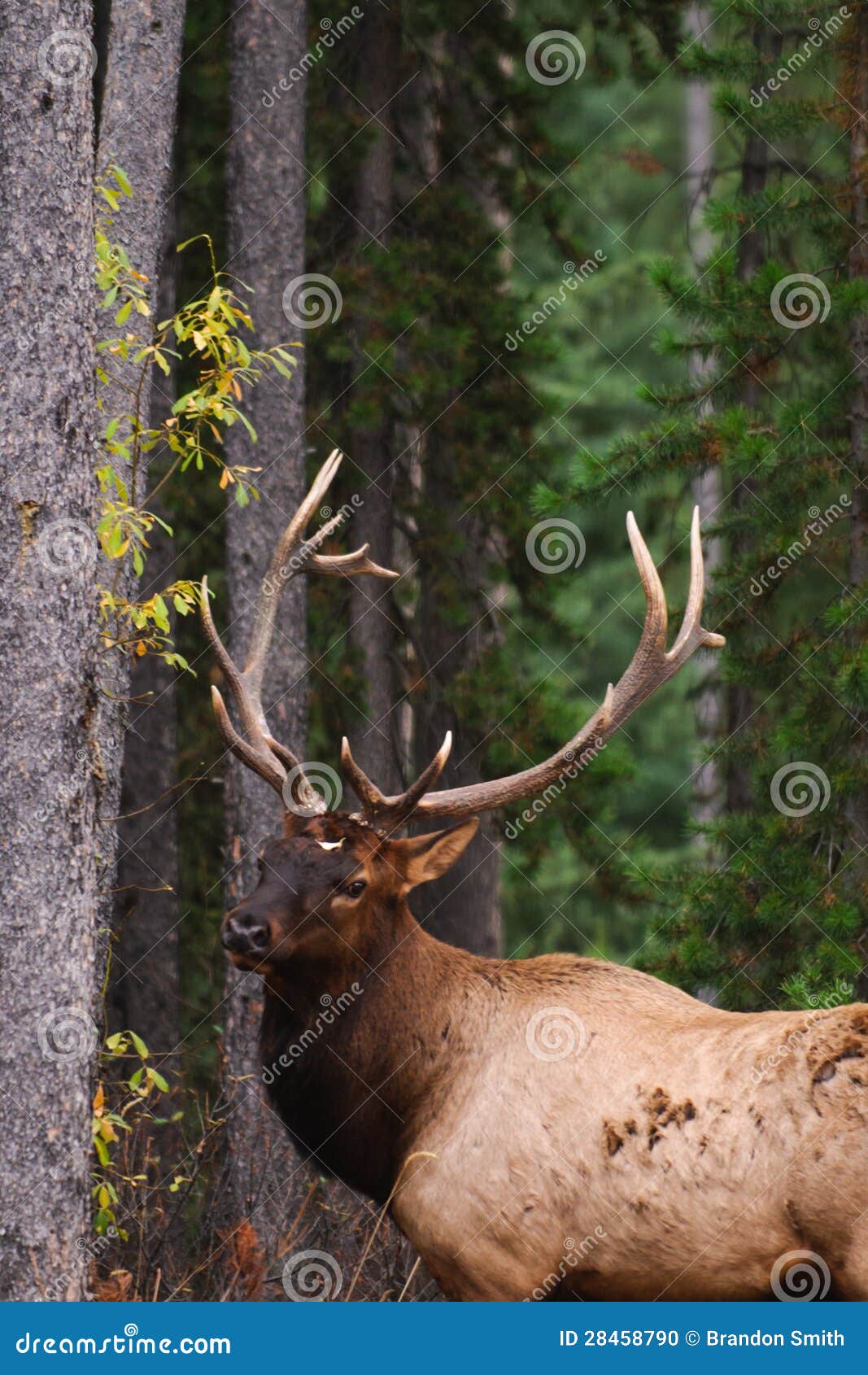 Wild Elk stock photo. Image of male, forest, mammal, mountains - 28458790