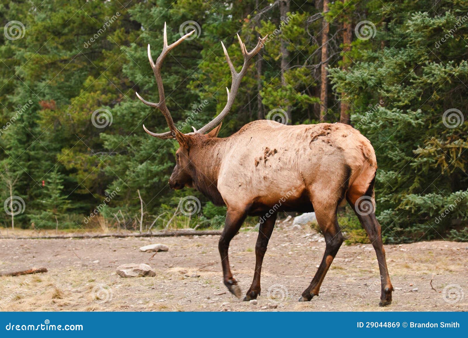 Wild Elk stock image. Image of moose, grass, mountain - 29044869