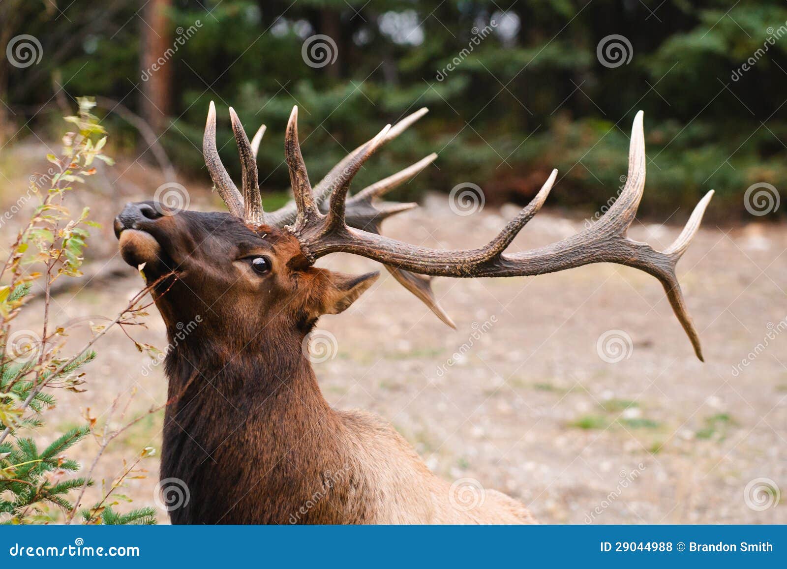 Wild Elk stock photo. Image of majestic, adult, nature - 29044988