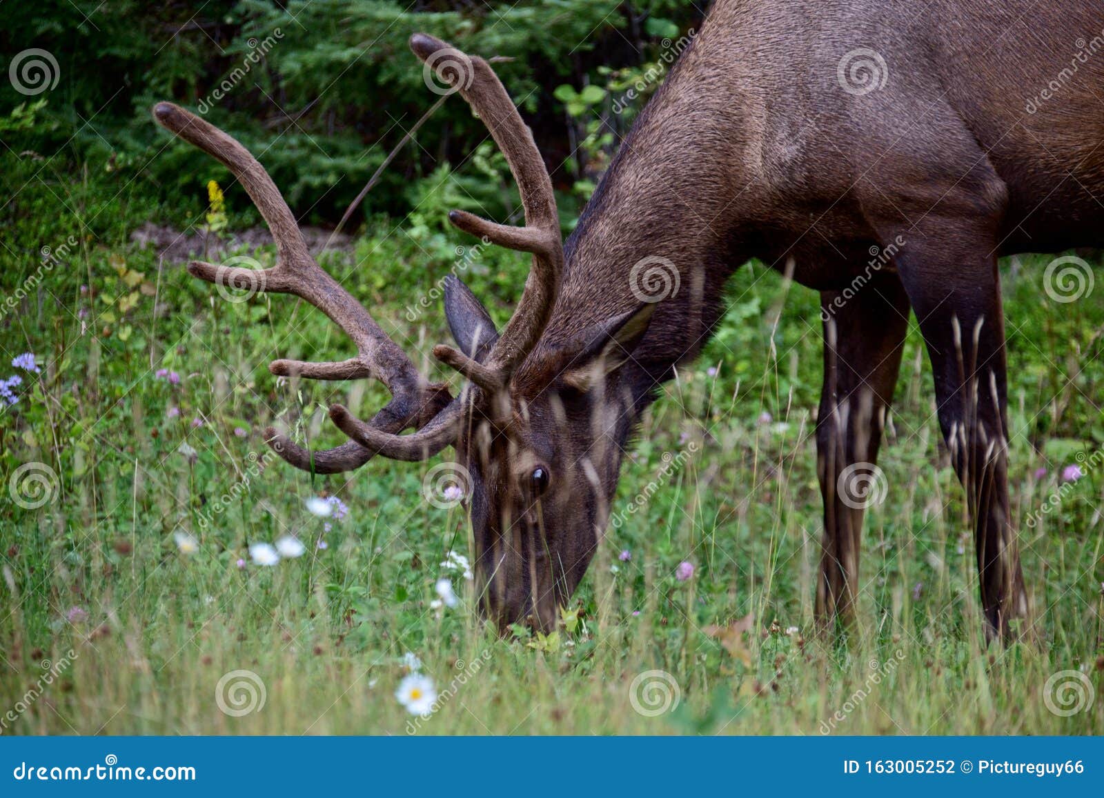 Wild Elk Canada stockfoto. Bild von kanada, nave, geweihe - 163005252