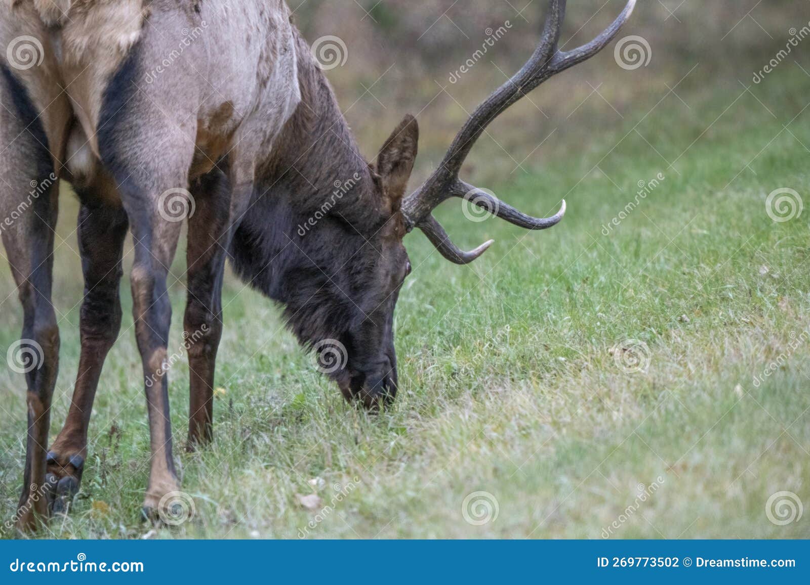 Wild Elk Close stock photo. Image of game, horn, range - 269773502