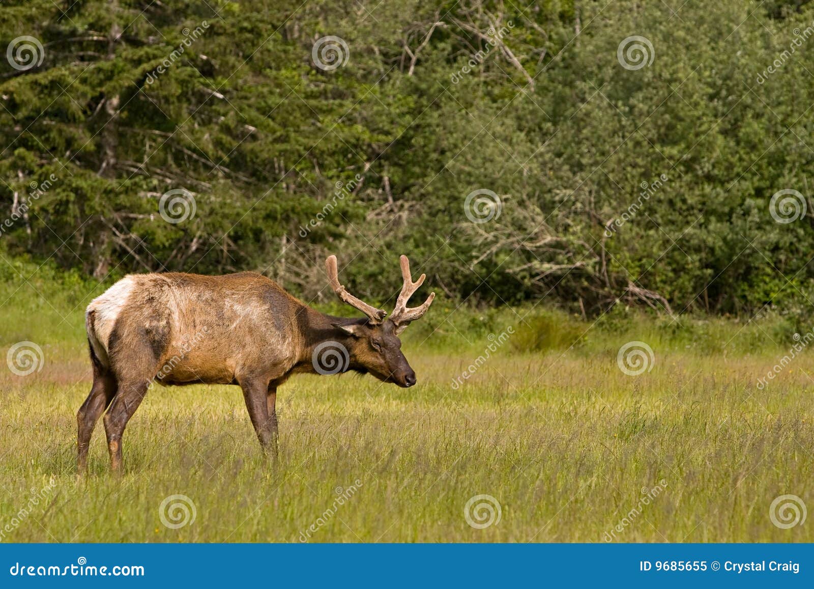Wild Elk in field stock image. Image of mammal, wilderness - 9685655