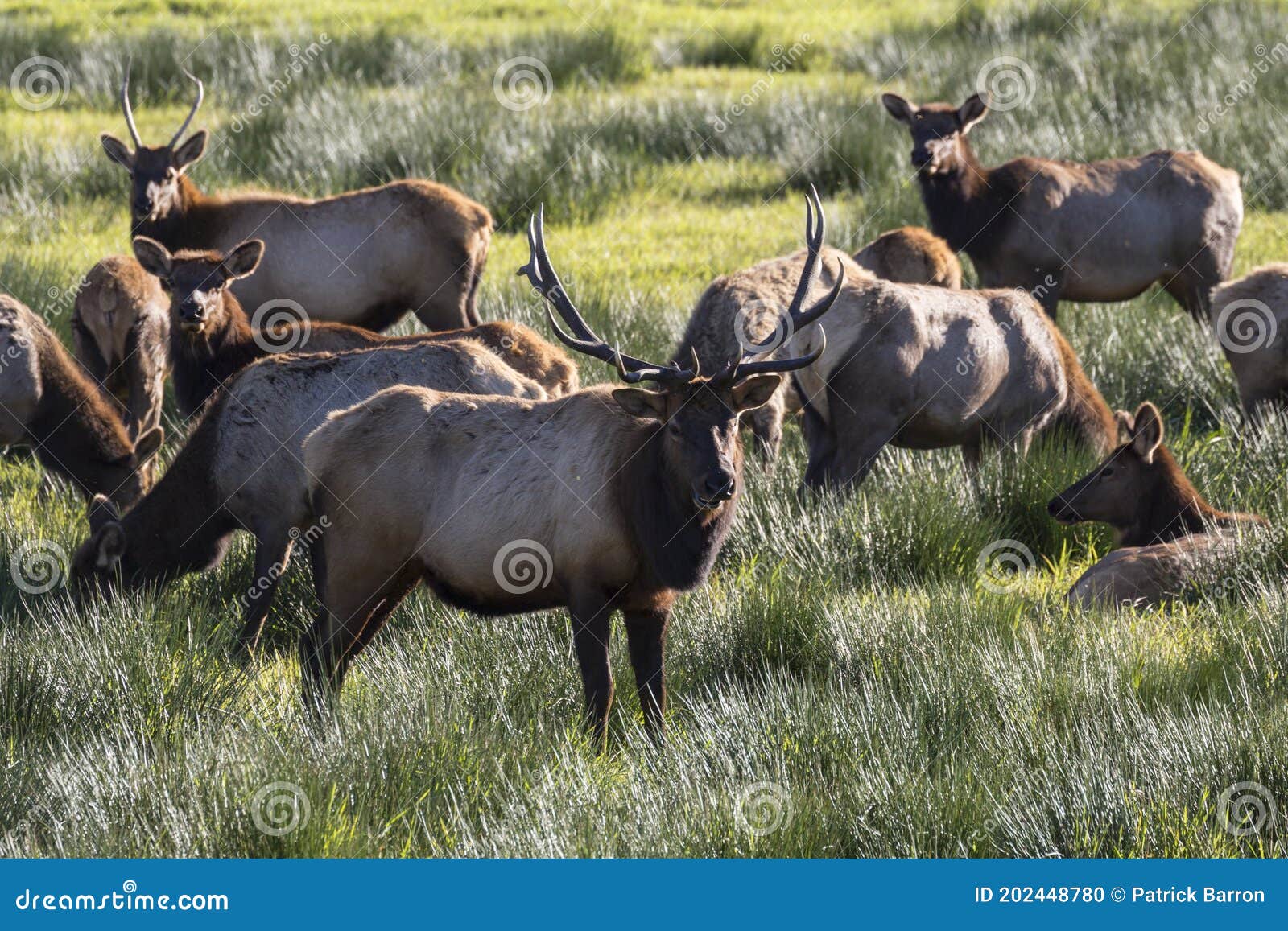 Wild Elk Grazing in a Field in Oregon Stock Photo - Image of brown ...