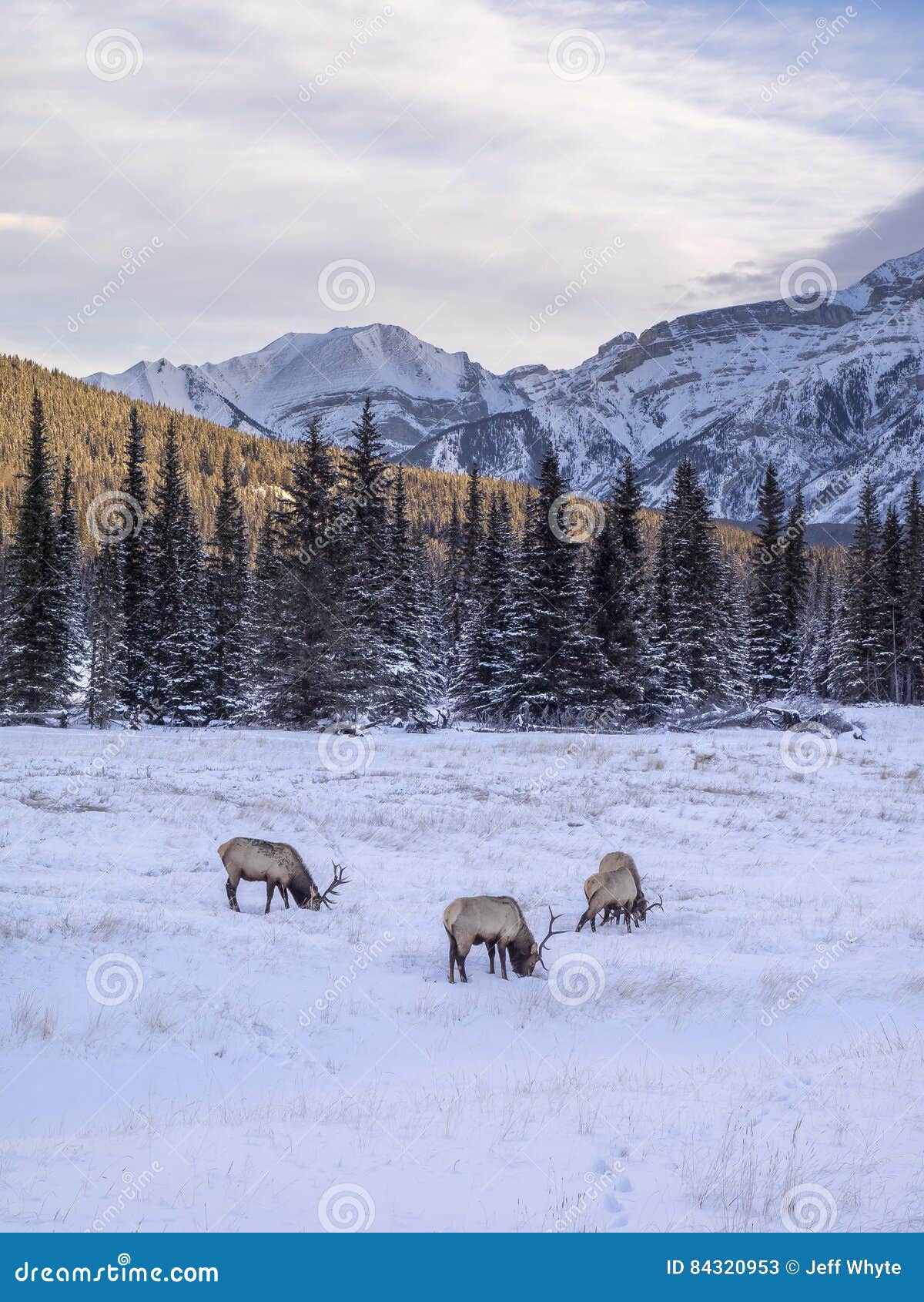 Wild Elk in Winter Banff National Park Stock Image - Image of animal ...