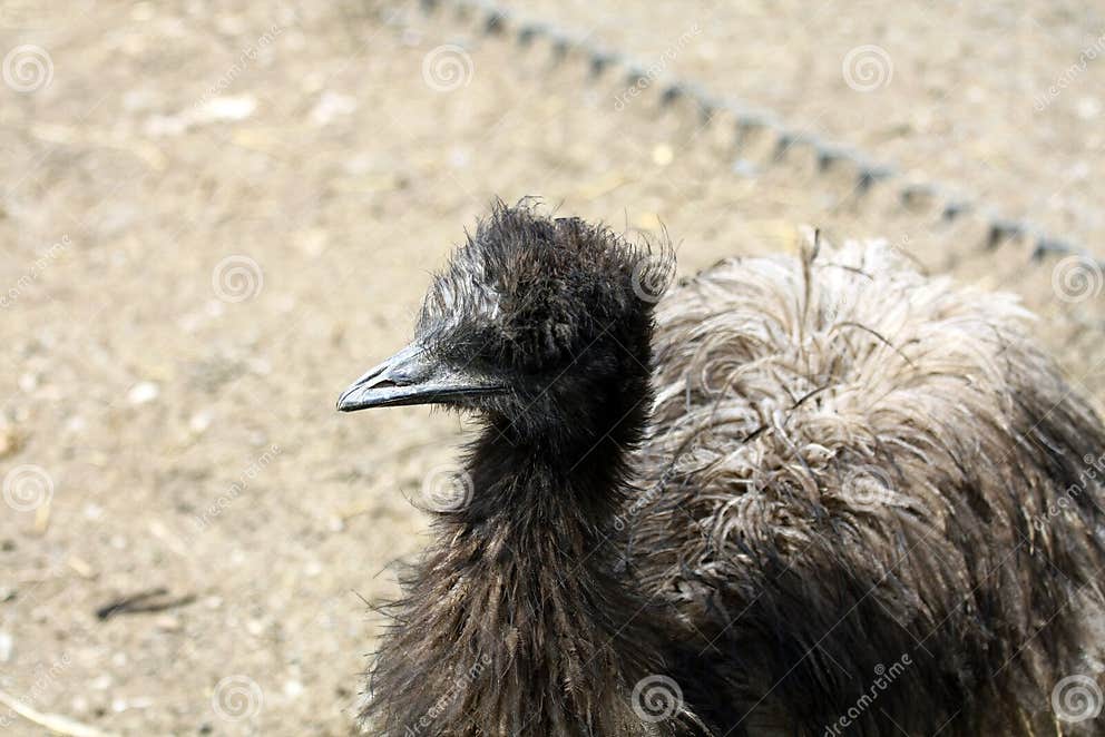Emu stock photo. Image of background, farm, wildlife - 121178826
