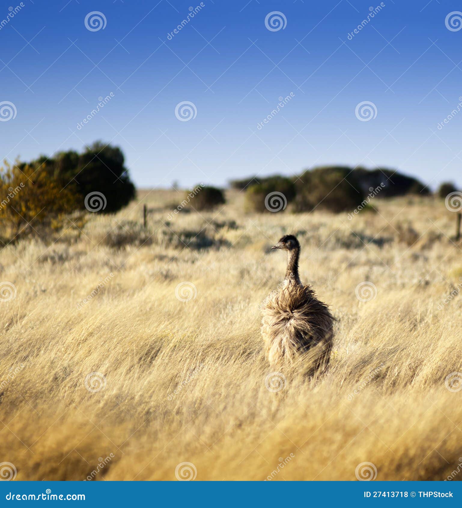 Wild Emu stock photo. Image of open, outback, australian - 27413718