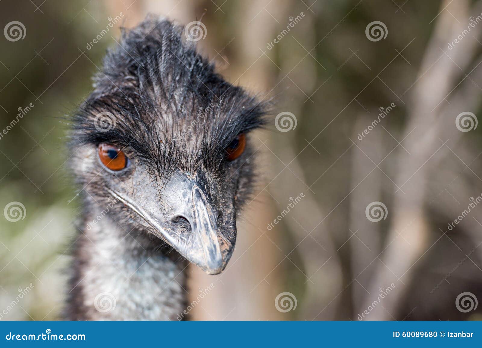 Wild emu close up portrait stock photo. Image of close - 60089680