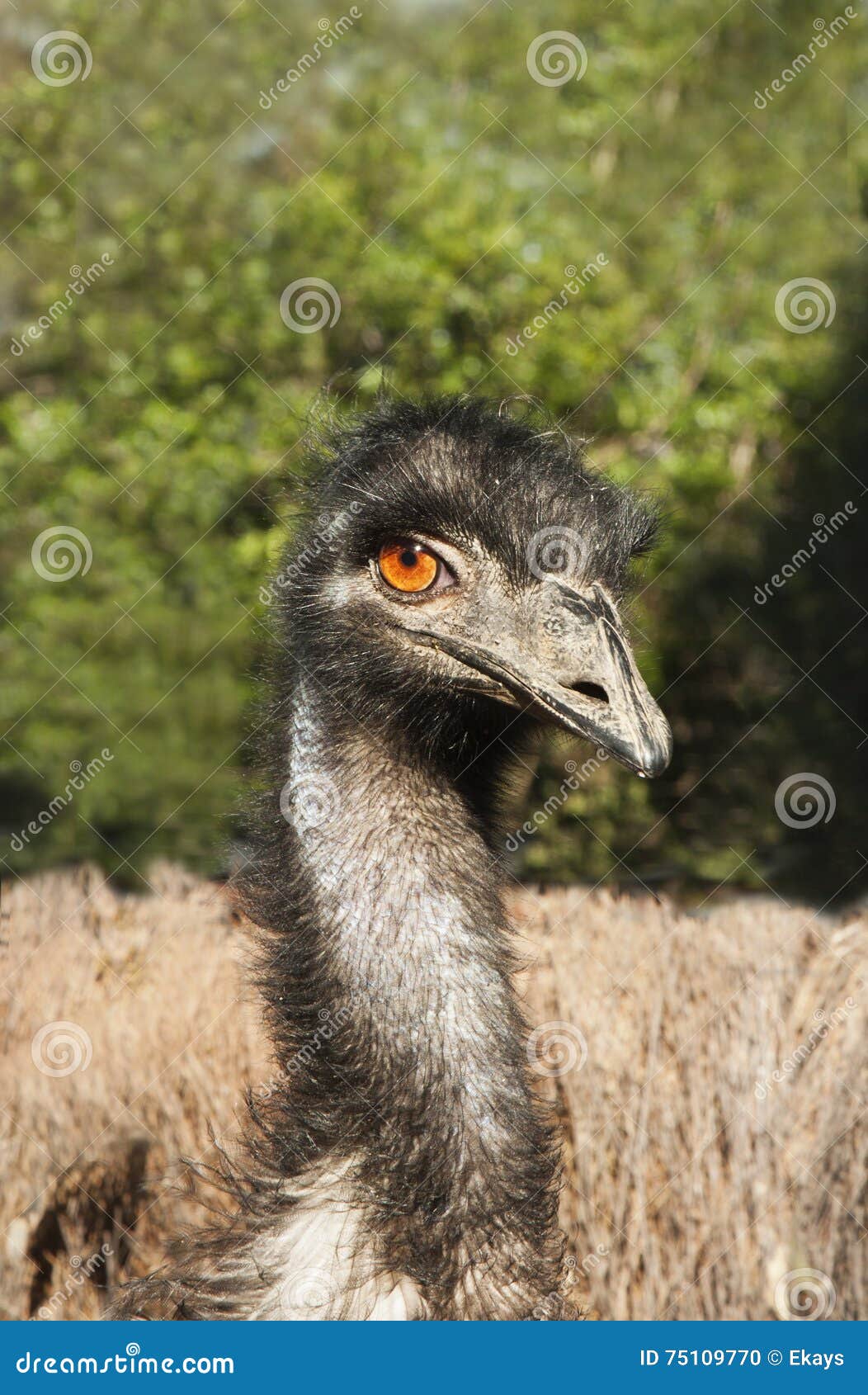 Wild Emu Close Up of Head View Stock Photo - Image of australian ...