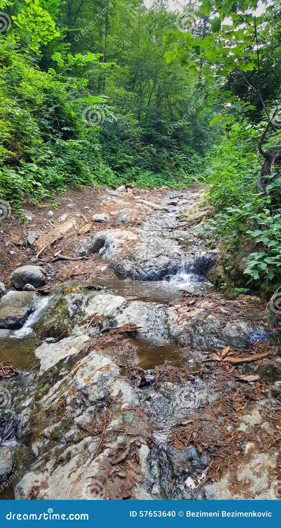 Wild environment stock photo. Image of savanna, forest - 57653640