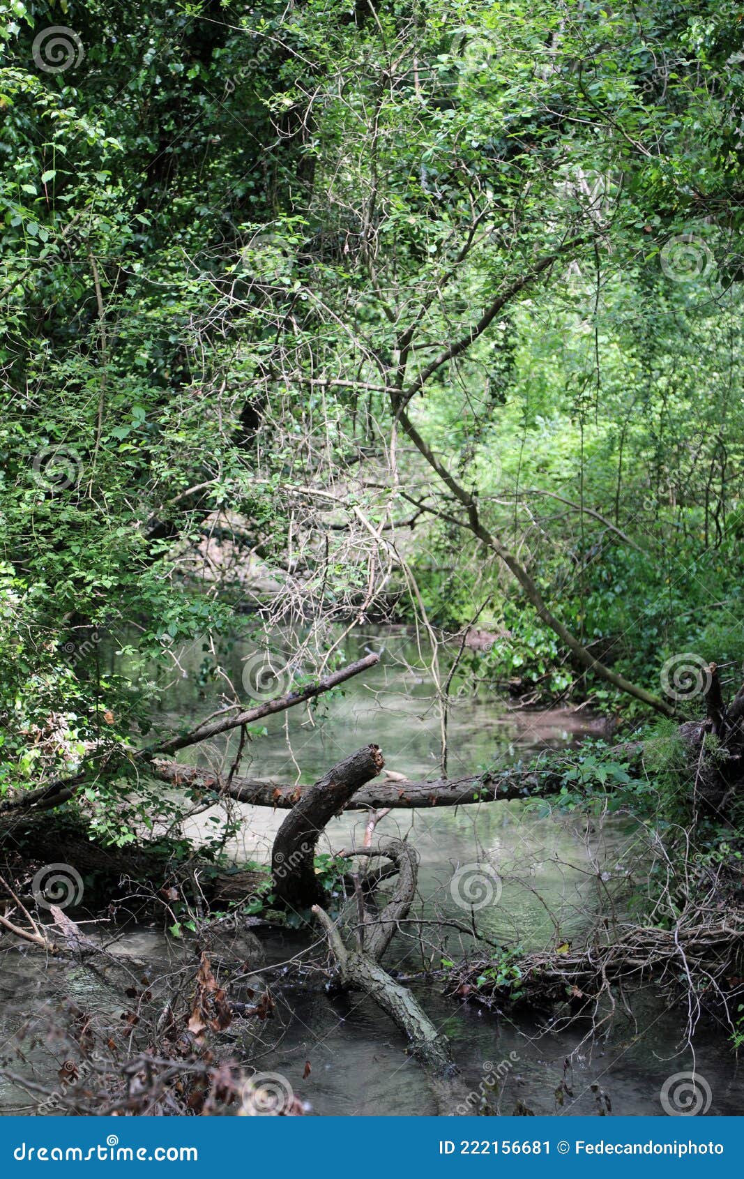 Wild Environment a Small Stream that Crosses the Pristine Vegeta Stock ...