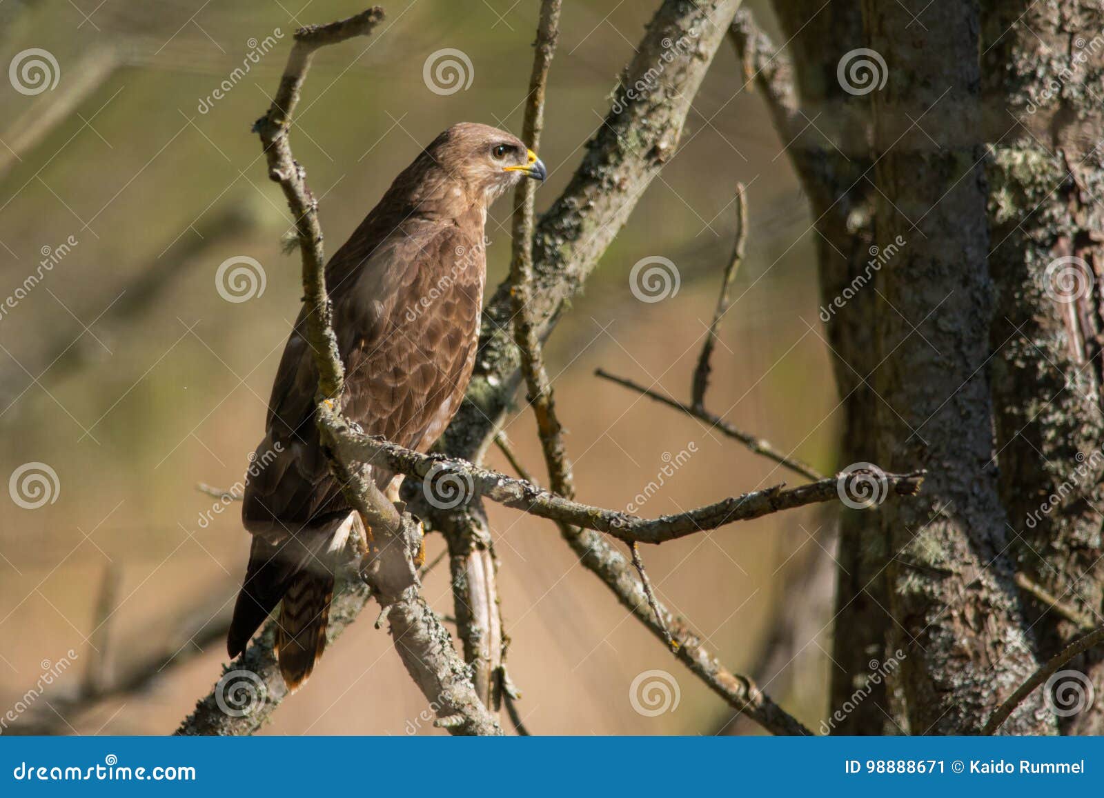 Common buzzard stock image. Image of buzzard, thicket - 98888671