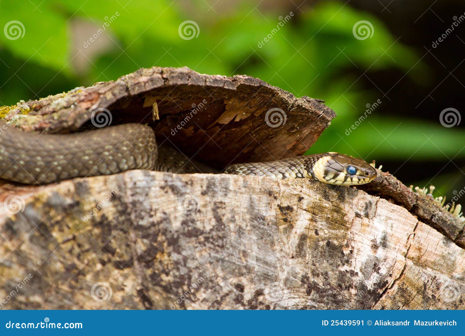 Wild European Adder and Its Forked Tongue Stock Image - Image of poison ...