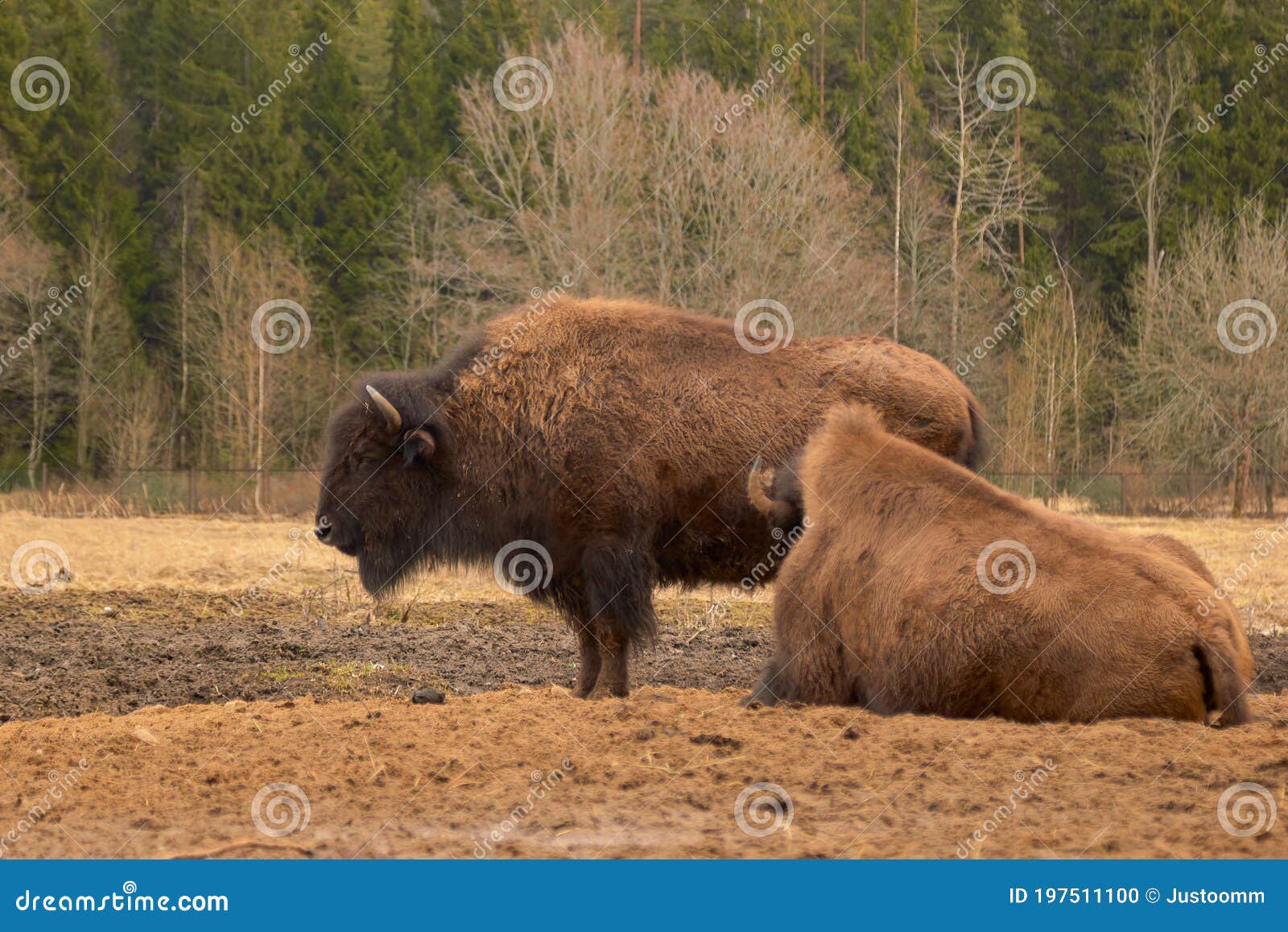 Wild European Bison in the Forest, Russia Stock Photo - Image of animal ...