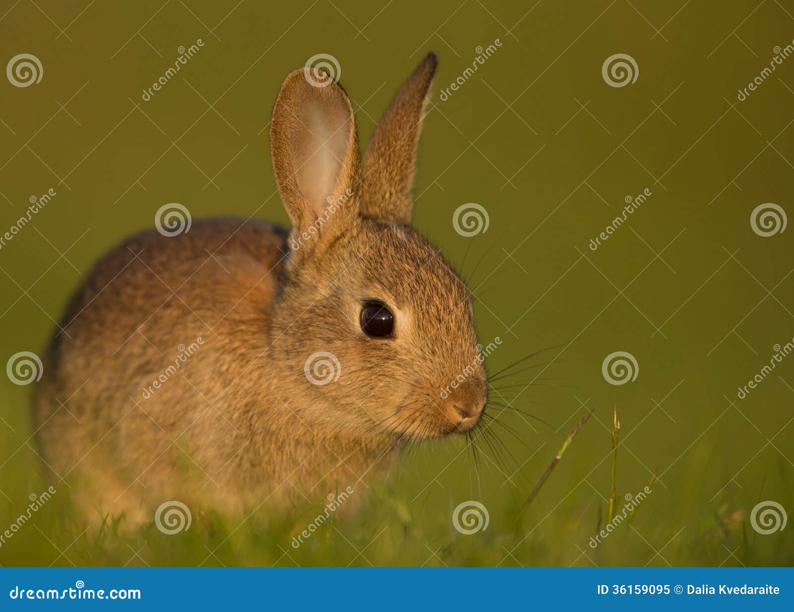 Wild European Rabbit Oryctolagus Cuniculus, Juveni Stock Image - Image ...