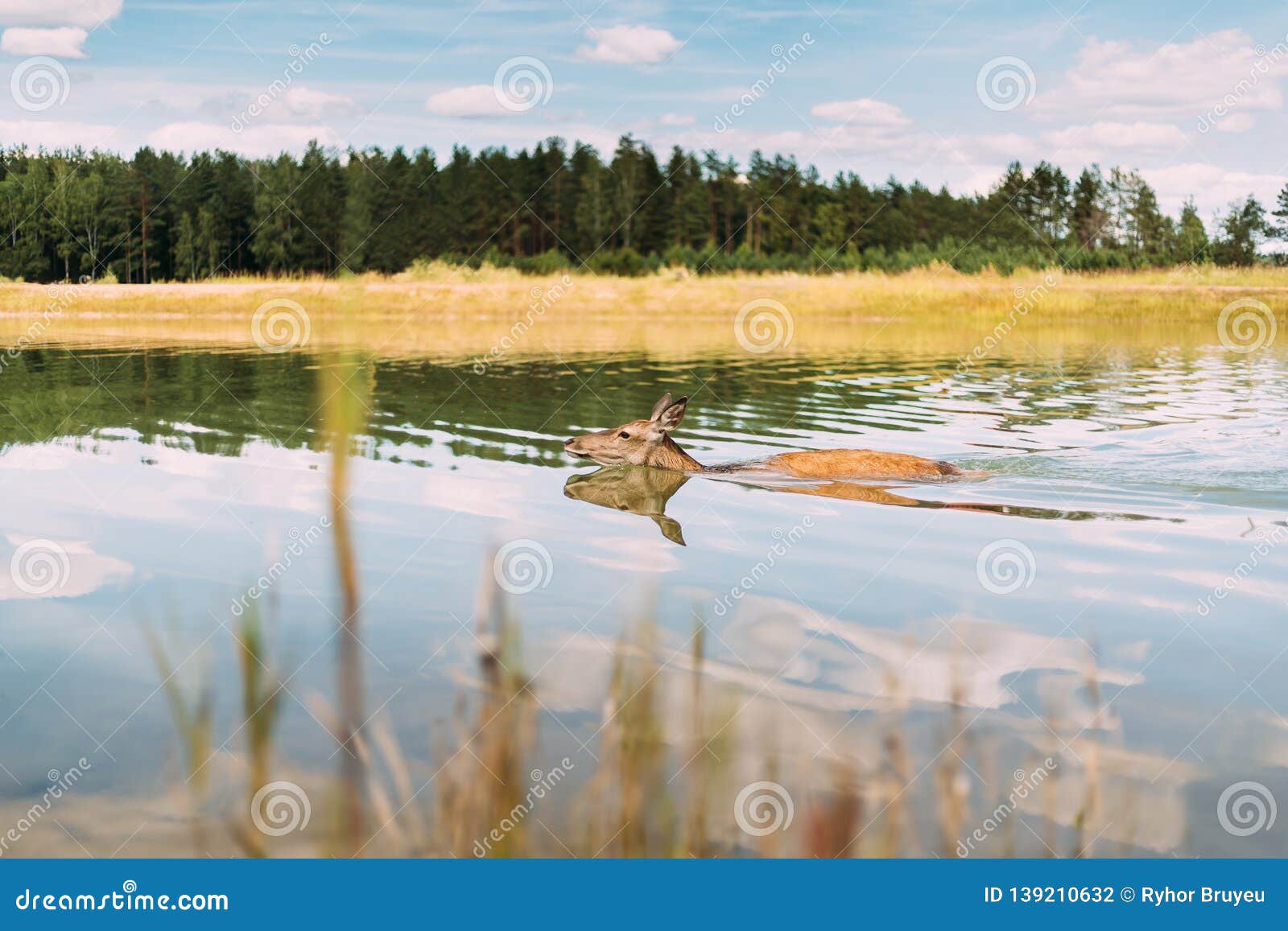 European Roe Deer Bathing in River Stock Photo - Image of european ...