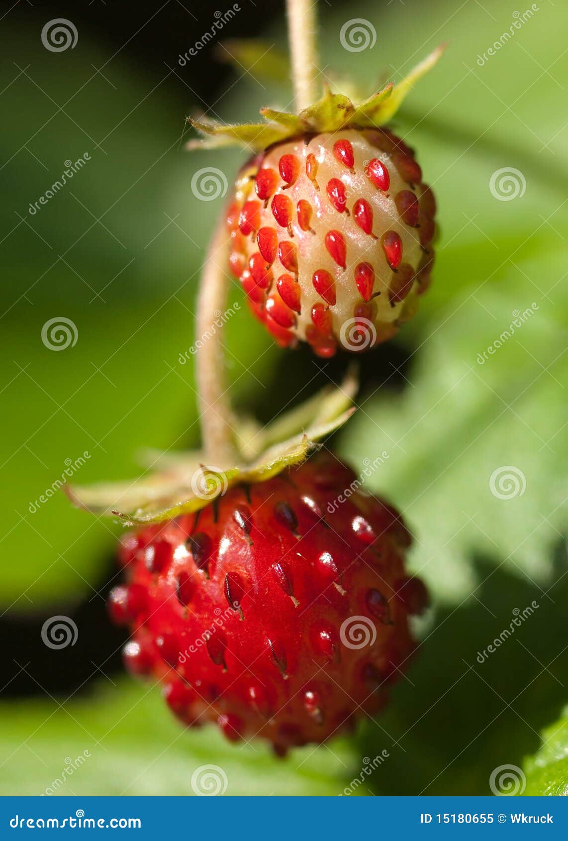 Wild European Strawberry stock image. Image of vesca - 15180655