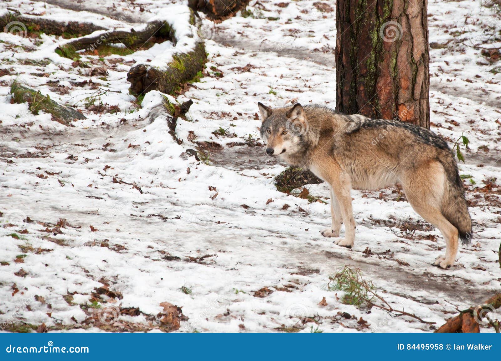 Wild European wolf stock photo. Image of outdoors, hunt - 84495958