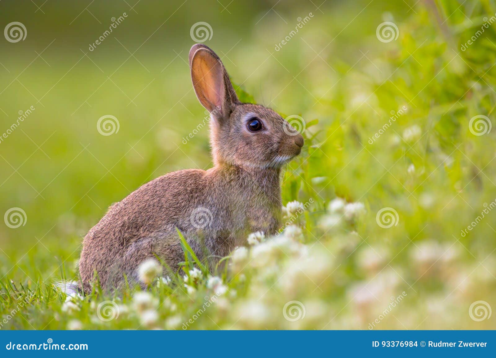 Wild Europees konijn stock foto. Image of tuin, snoezig - 93376984