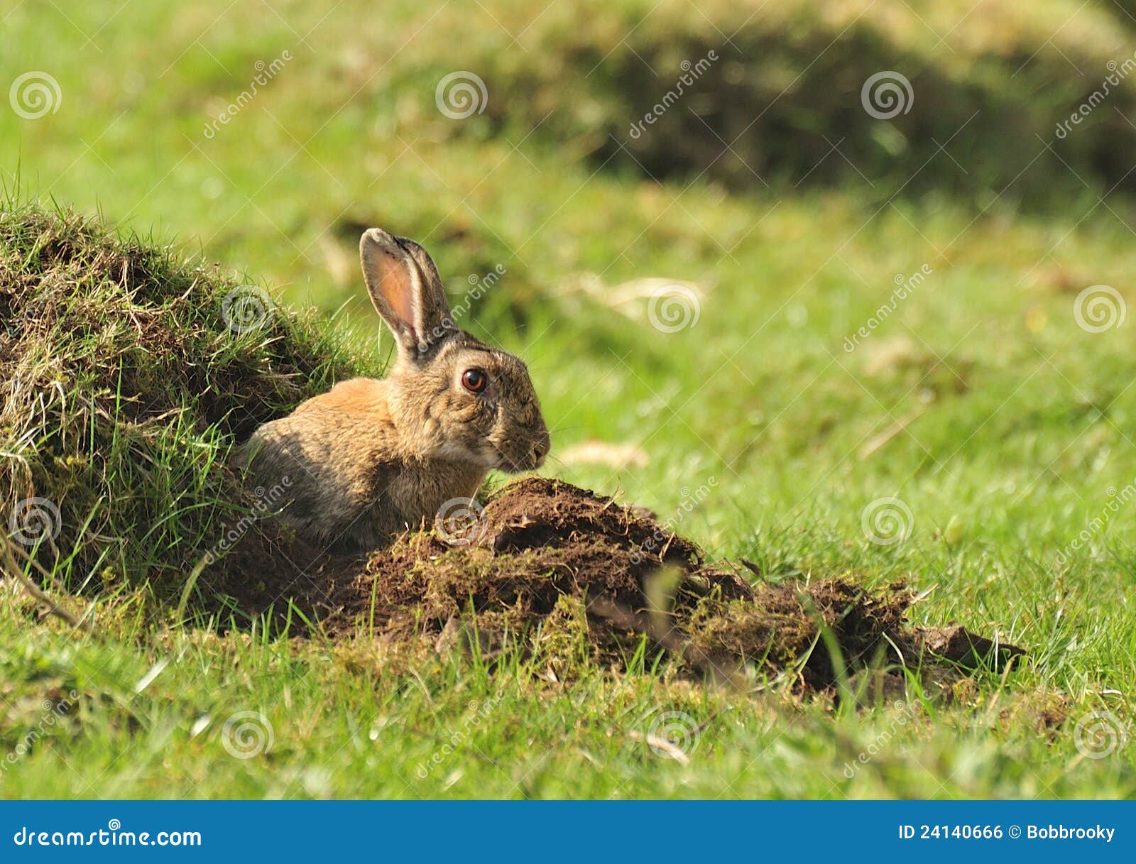 Wild Europees Konijn (cuniculus Oryctolagus) Stock Foto - Afbeelding ...