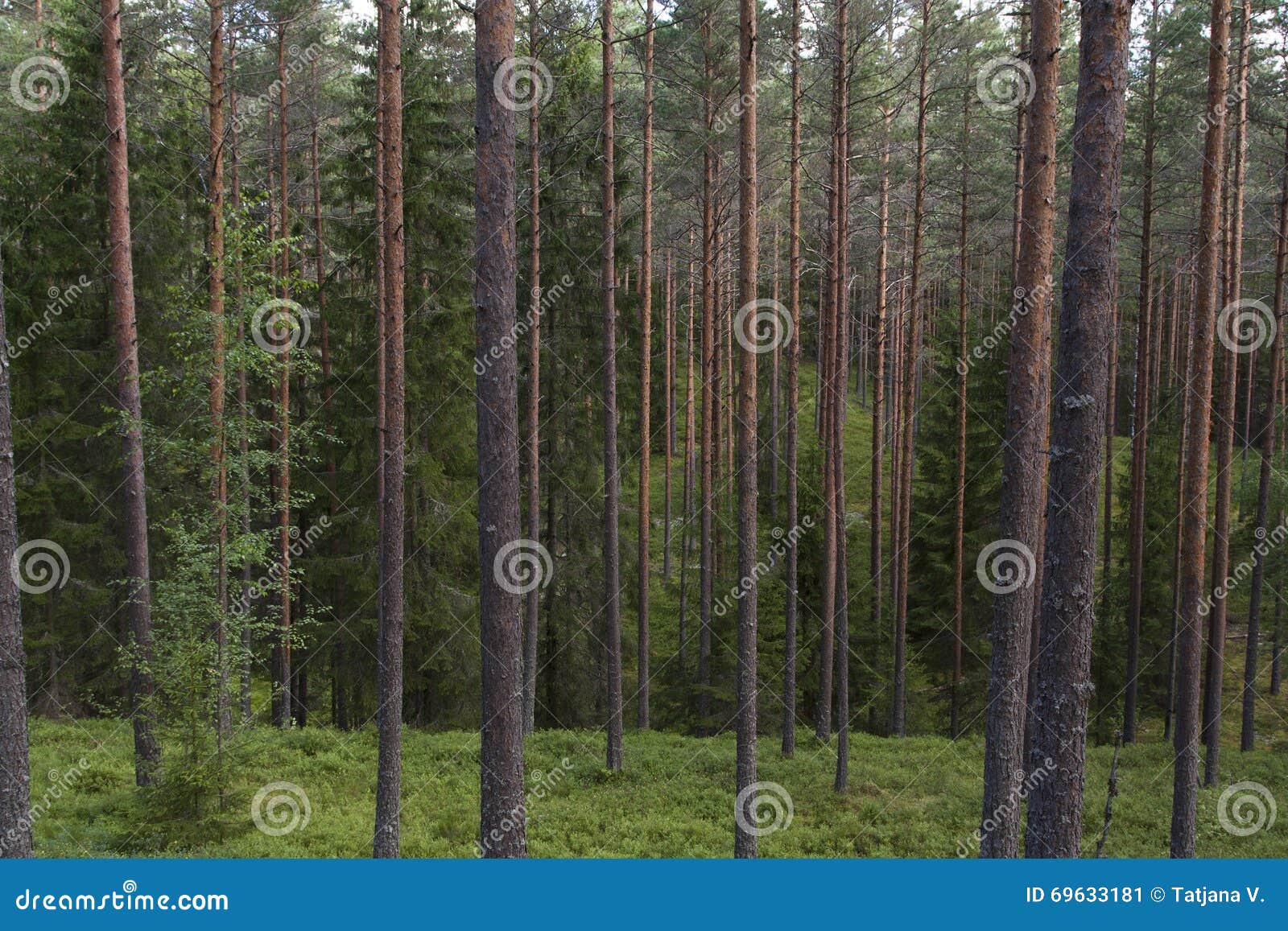Wild evergreen forest stock image. Image of leaf, freshness - 69633181