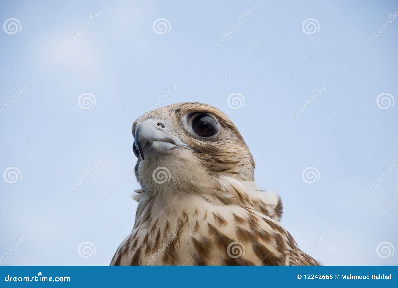 Wild Falcon Predator Hawk Fastest Raptor Bird Of Prey Stock Photography ...