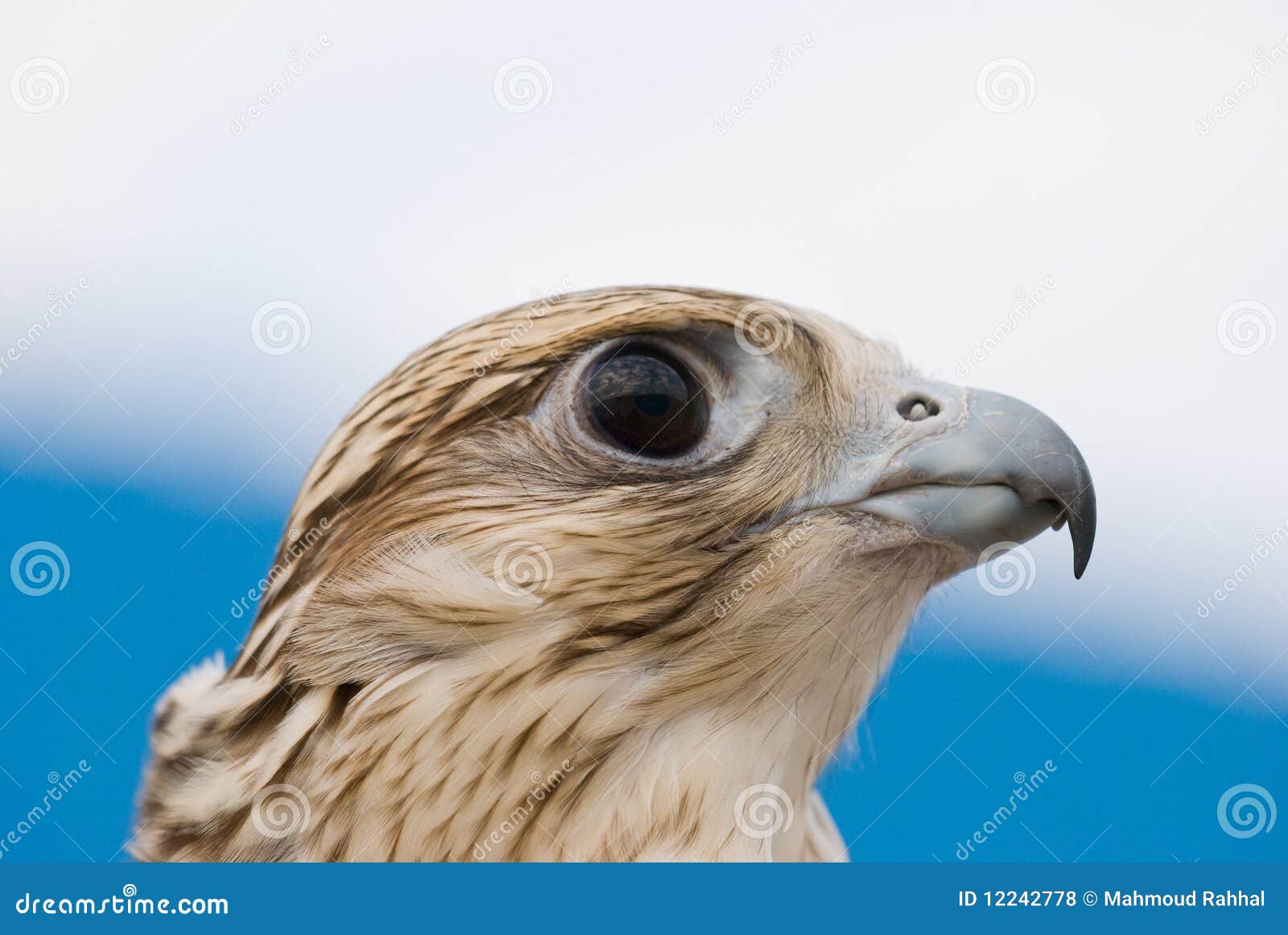Wild Falcon stock photo. Image of nature, falcon, hunting - 12242778
