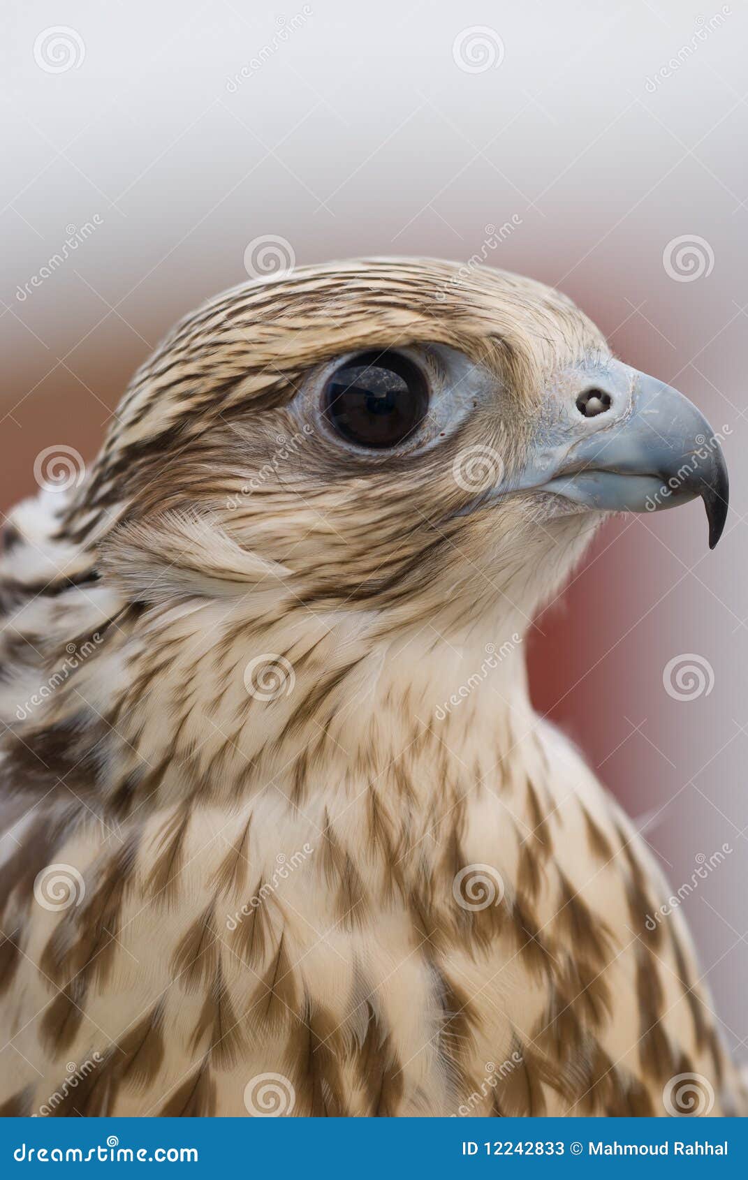 Wild Falcon Predator Hawk Fastest Raptor Bird Of Prey Stock Photography ...